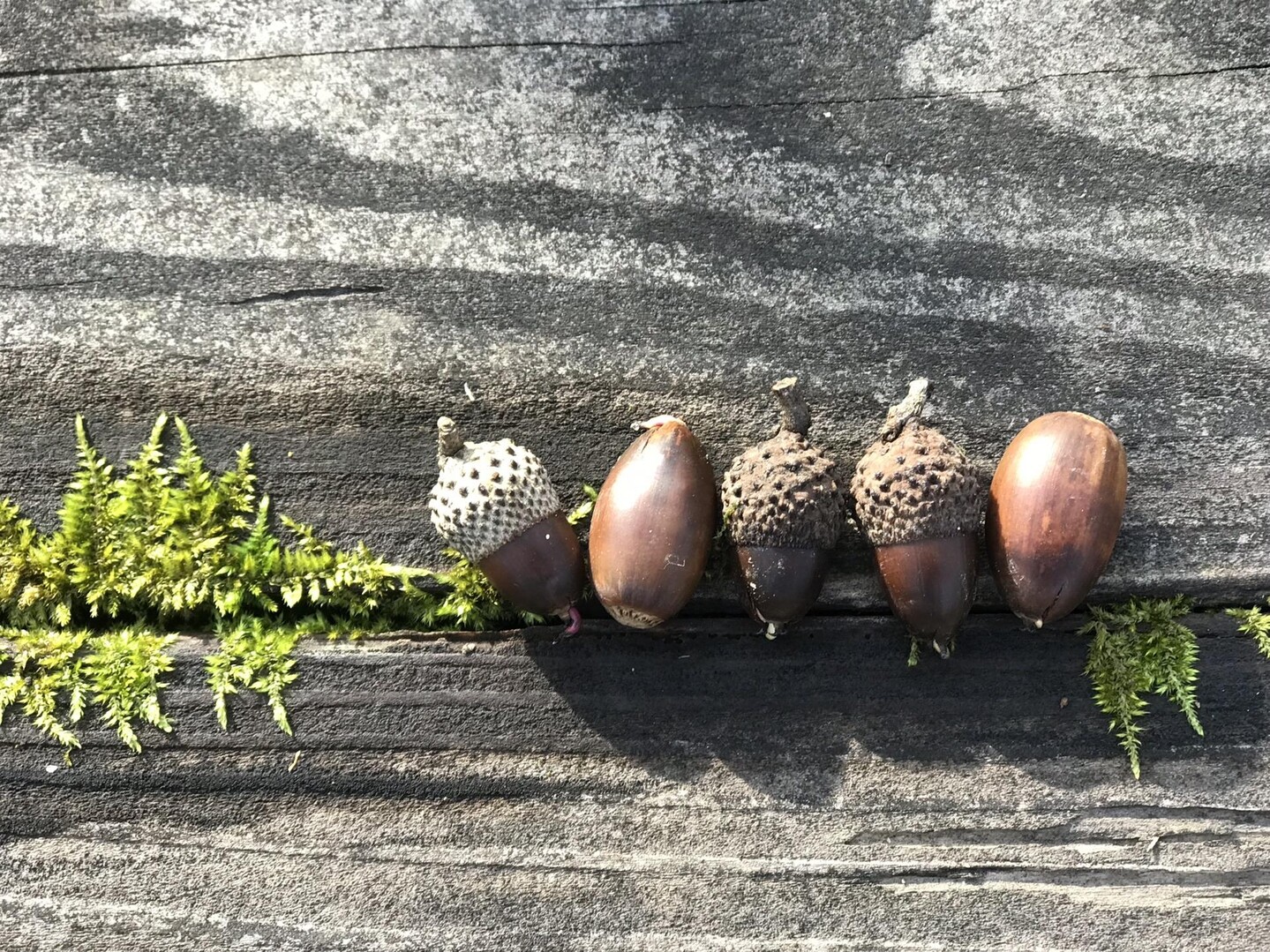 Nuts Packで伊達山&わたなべ山🤭 / momo🐦さんの江別市の活動データ | YAMAP / ヤマップ