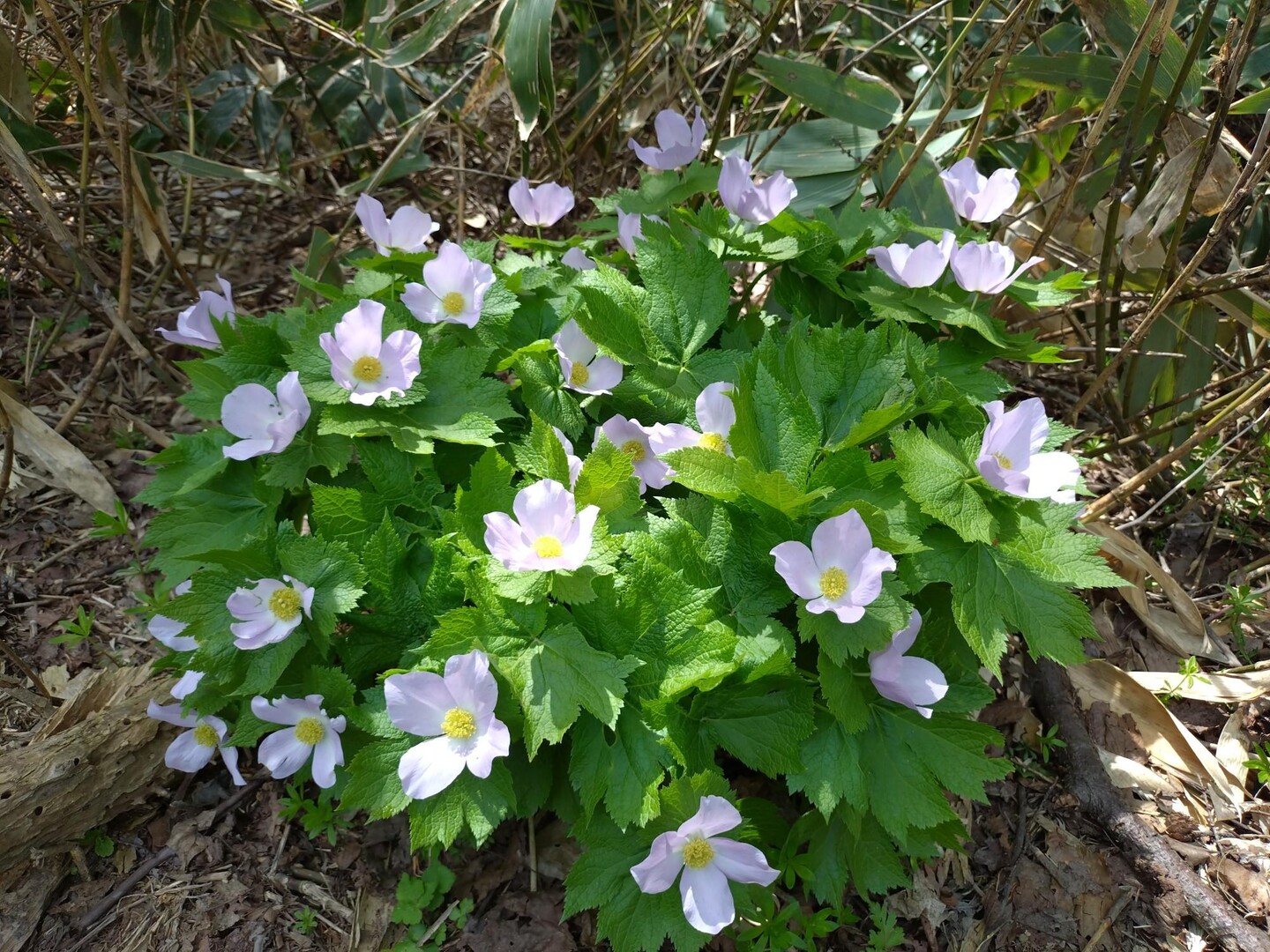 藻岩山 / GuPOaraiさんの藻岩山の活動データ | YAMAP / ヤマップ