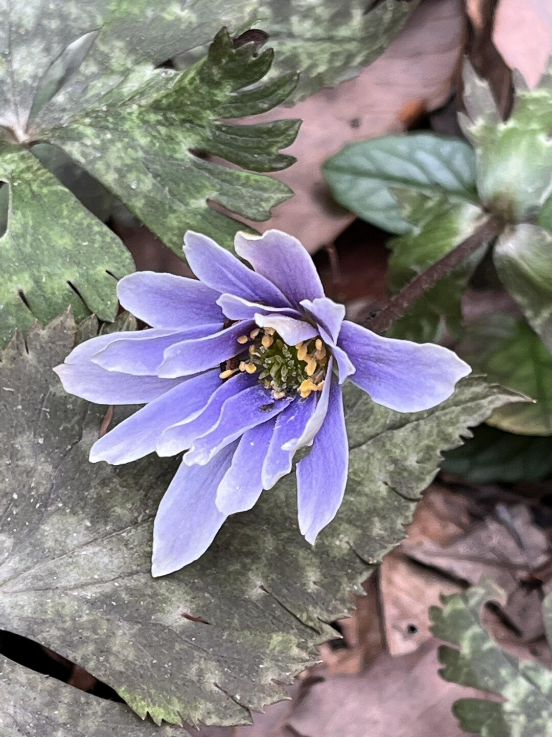 瑠璃一華が咲く三頭越 / cocoさんの竜王山（讃岐山脈）・大川山の活動データ | YAMAP / ヤマップ