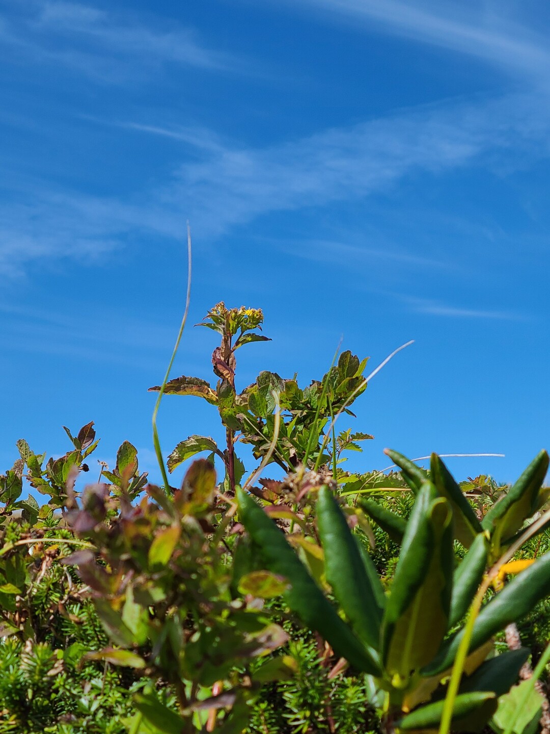 mt.Gassan / jmamaさんの月山の活動データ | YAMAP / ヤマップ
