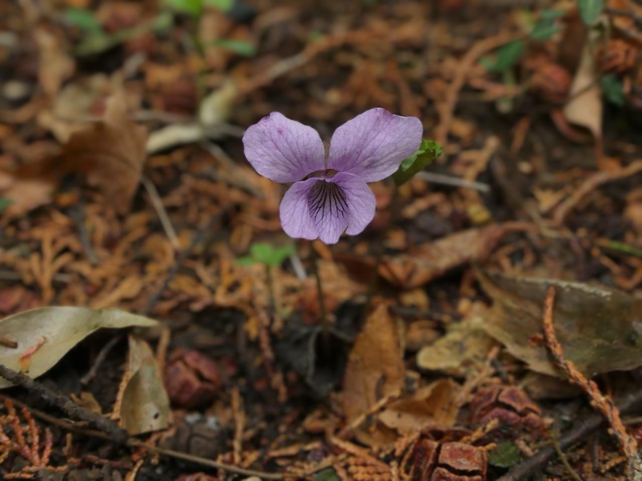 高尾山 / skipさんの高尾山・陣馬山・景信山の活動データ | YAMAP / ヤマップ
