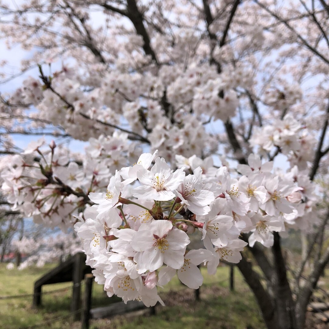 鷲ヶ頭山でお花見 / 883XLerさんの鷲ヶ頭山の活動データ | YAMAP / ヤマップ