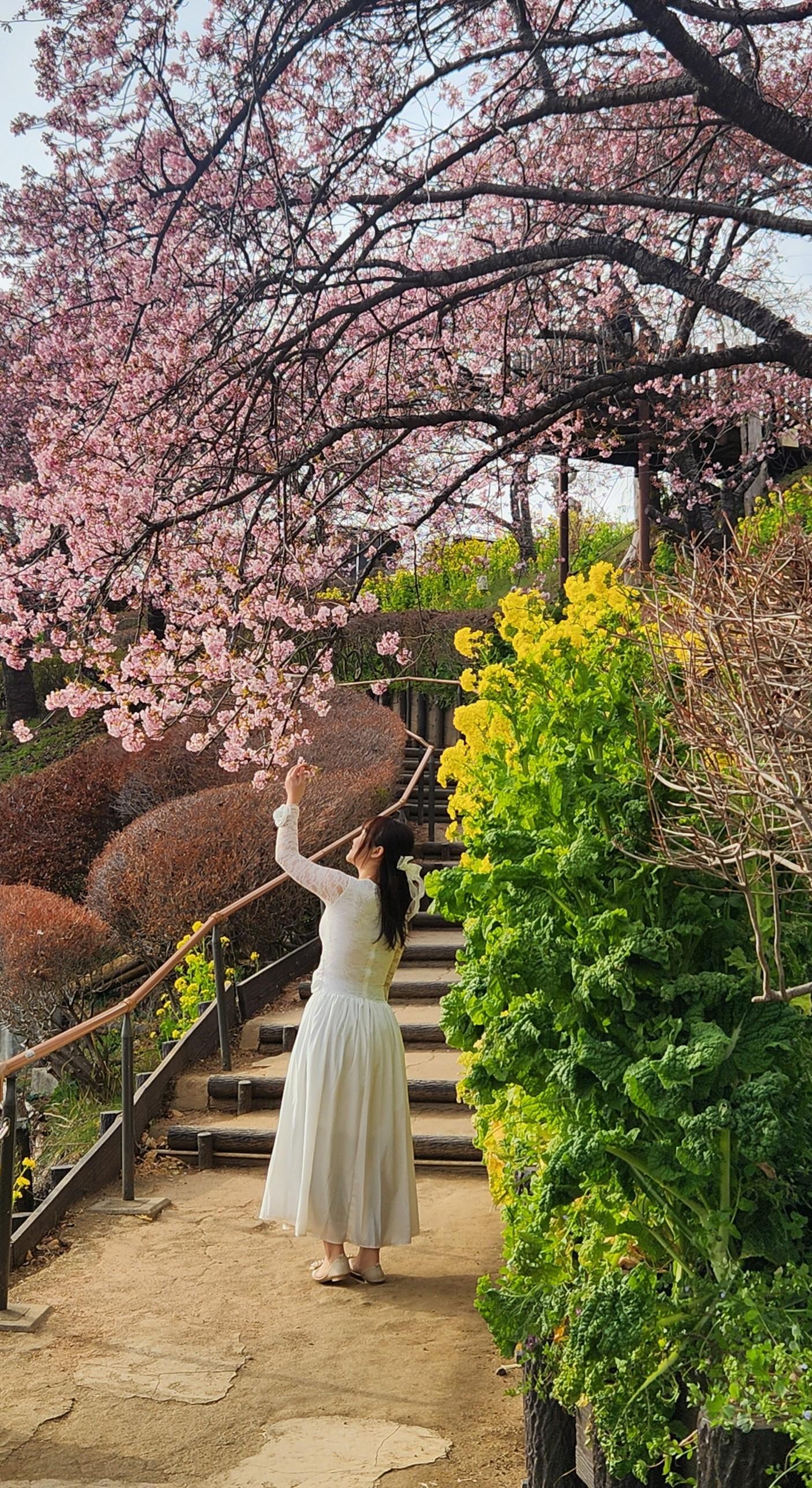まつだ桜まつり / papiさんの高松山・大野山の活動データ | YAMAP / ヤマップ
