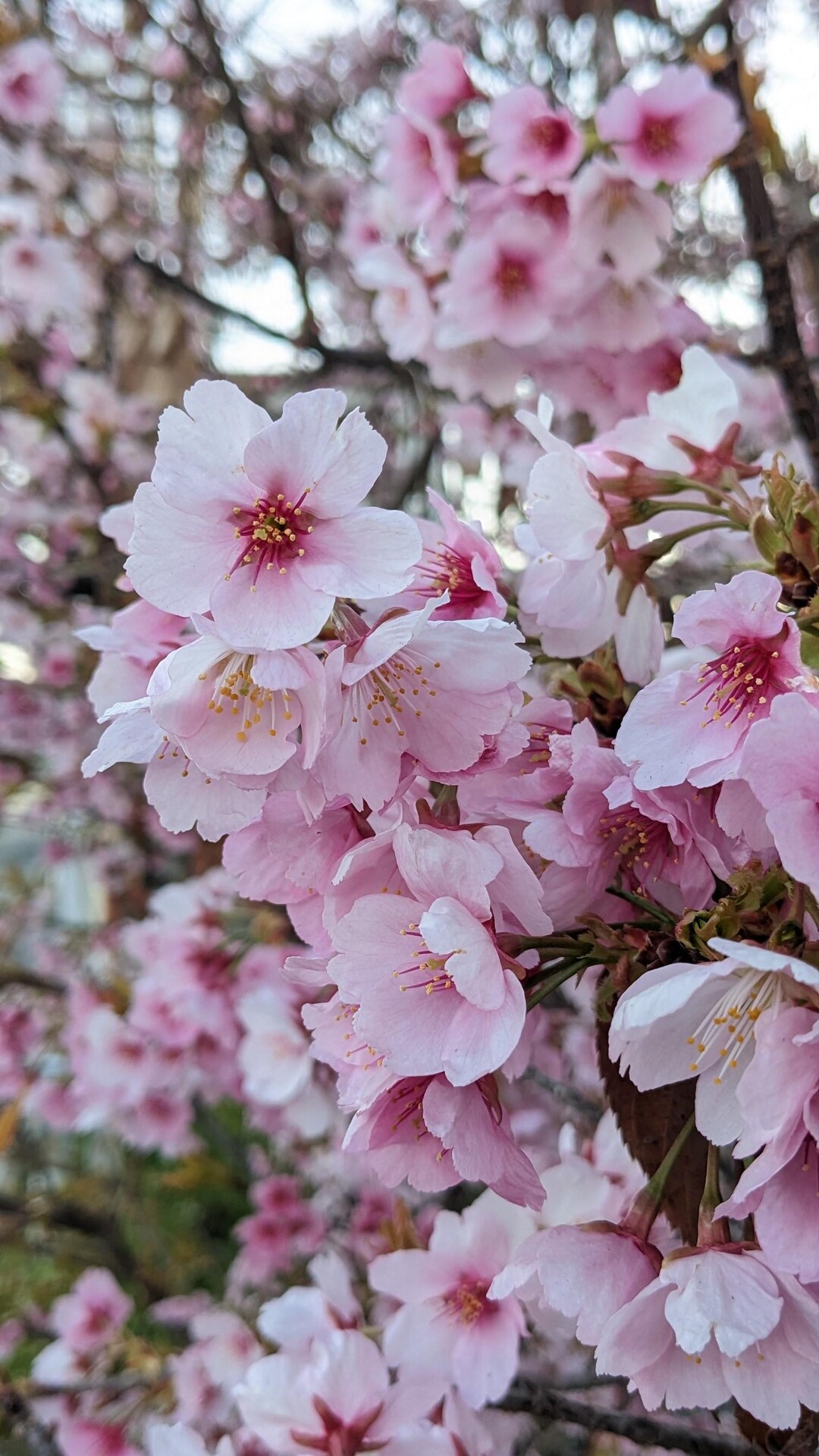 JRさんどうして⁉️ この春のダイヤ改正... / いさぶろうさんのモーメント | YAMAP / ヤマップ