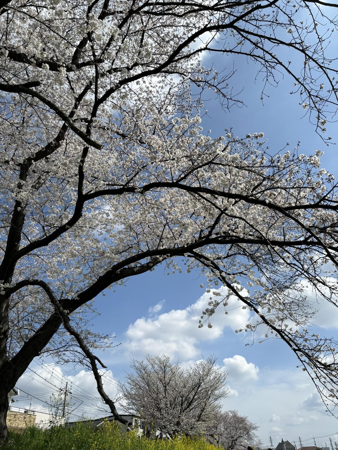 今日は暑かった🥵 でも、いろいろな花が... / drankmonkeyさんのモーメント | YAMAP / ヤマップ