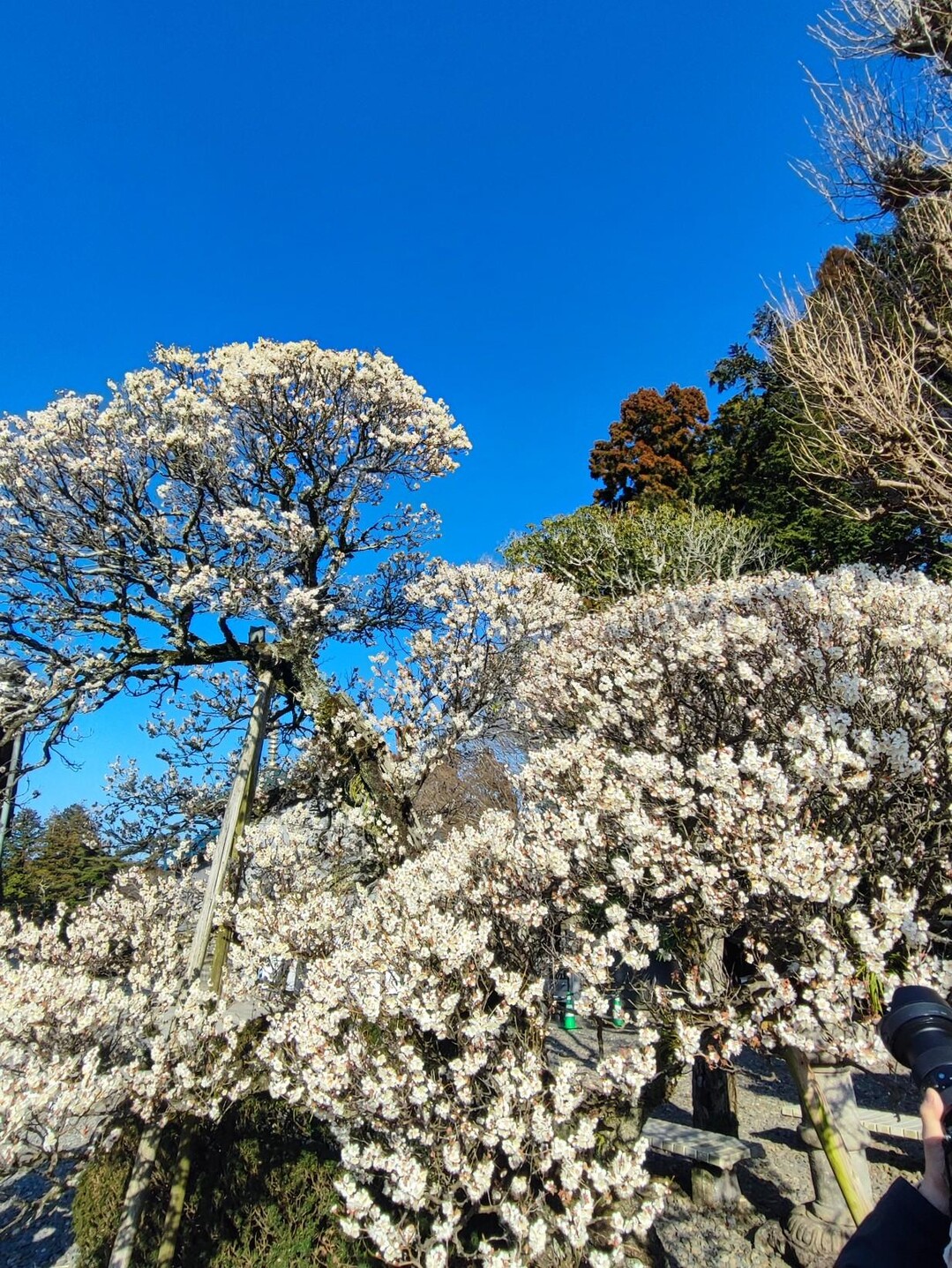 成田山 / seiseiさんの成田市の活動データ | YAMAP / ヤマップ
