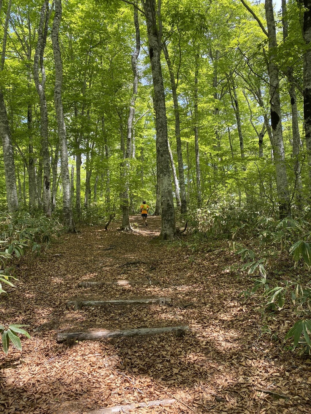 奥信濃トレイルランニング50km 試走 / にっちんさんの高標山・八剣山の活動日記 | YAMAP / ヤマップ