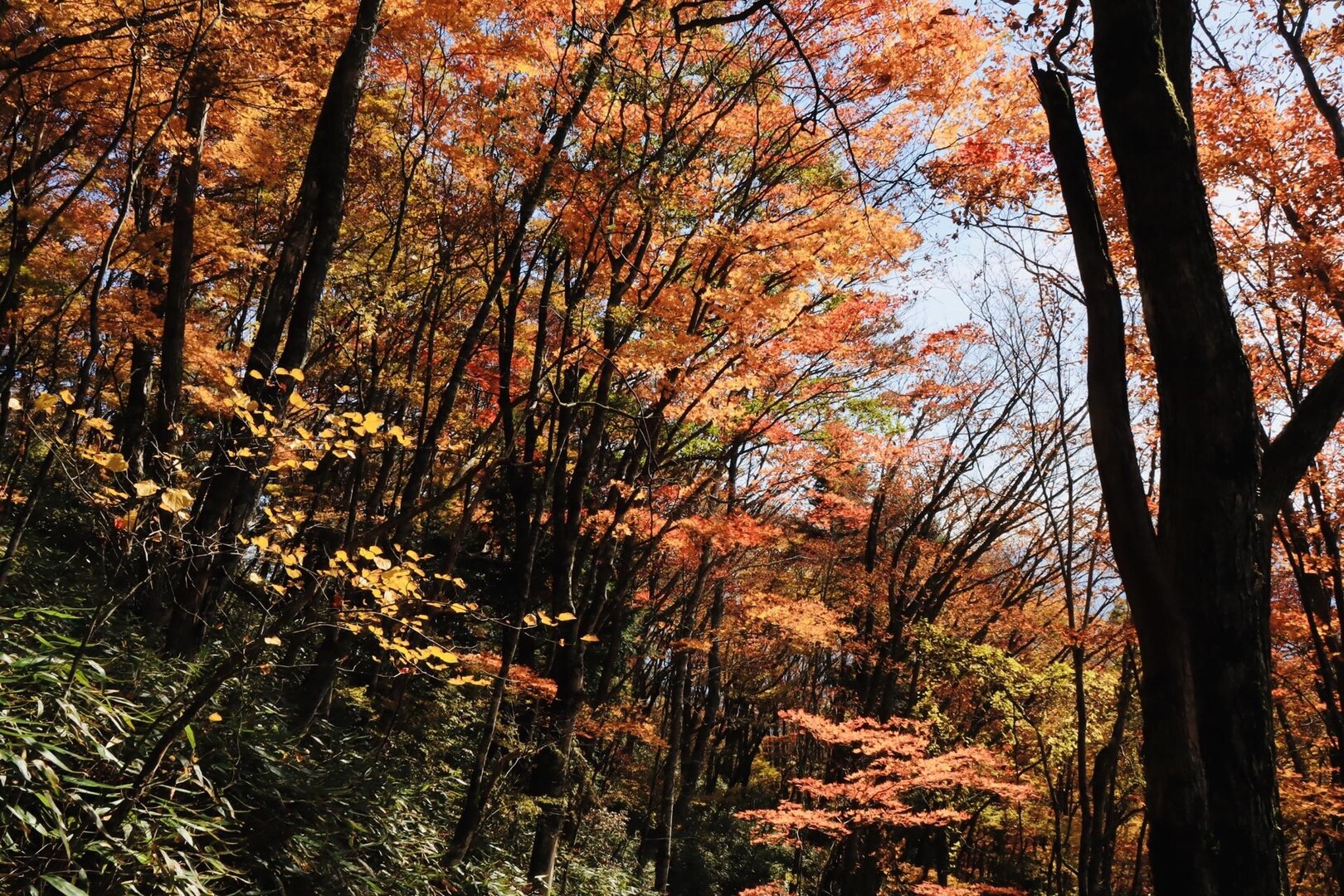 阿智村セブンサミット4座目 秋色に染まる高鳥屋山 / mari.komakusaさんの高鳥屋山・梨子野山・笠松山の活動データ | YAMAP / ヤマップ