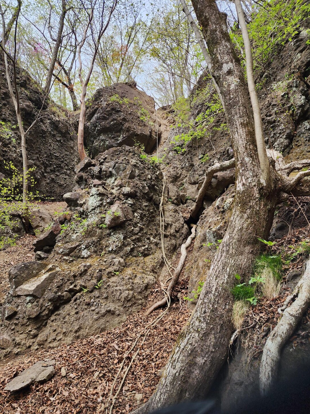 高岩（雌岳） / mtc0190さんの高岩の活動データ | YAMAP / ヤマップ