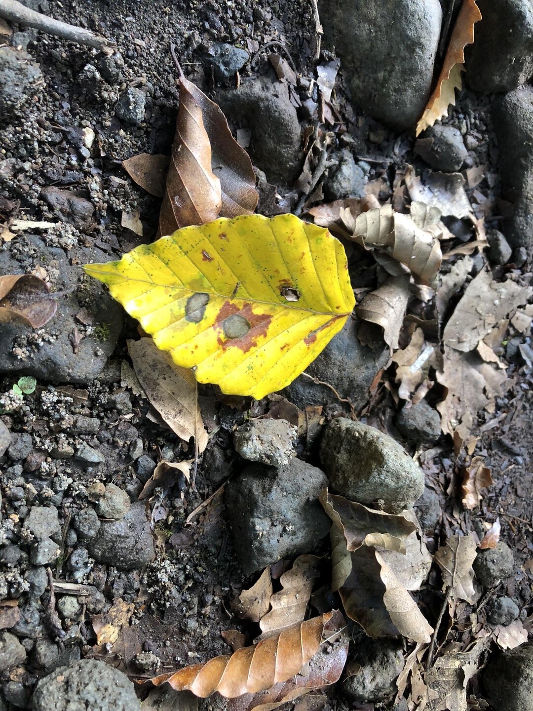 尾瀬2days / cosmofalcon0129さんの尾瀬・燧ヶ岳の活動データ | YAMAP / ヤマップ