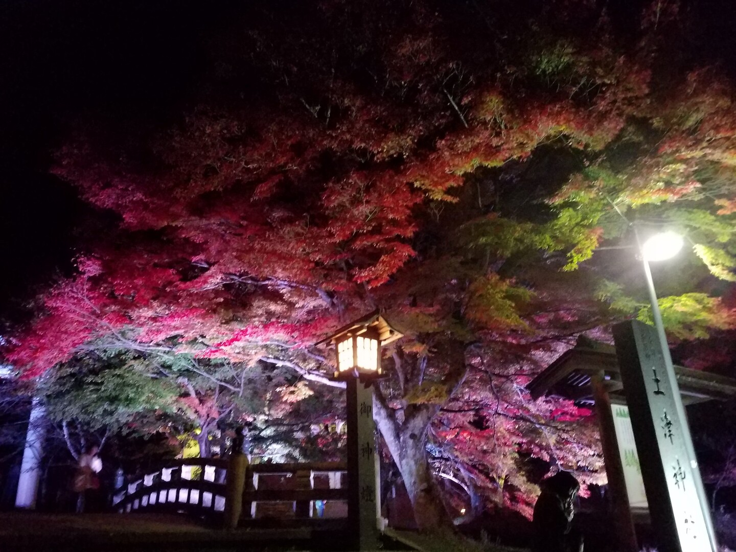 猪苗代 土津神社 紅葉MAXでライトアッ... / 山登り案内人さんのモーメント | YAMAP / ヤマップ