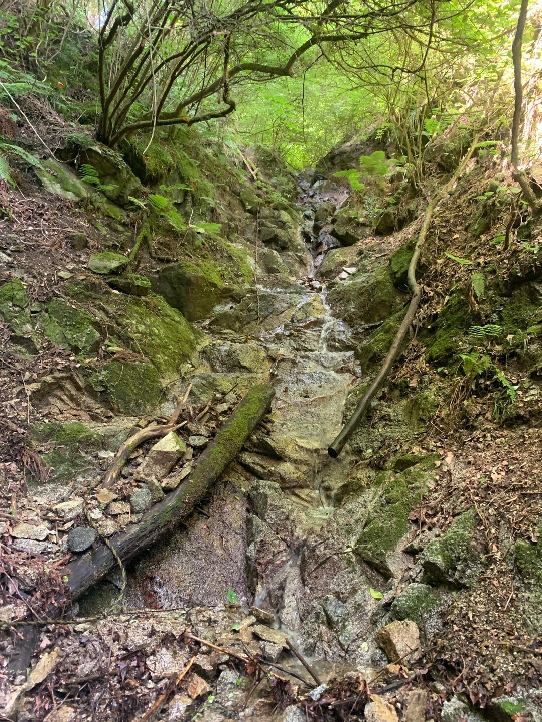 葛木岳・金剛山 / SA Muraiさんの金剛山・二上山・大和葛城山の活動データ | YAMAP / ヤマップ