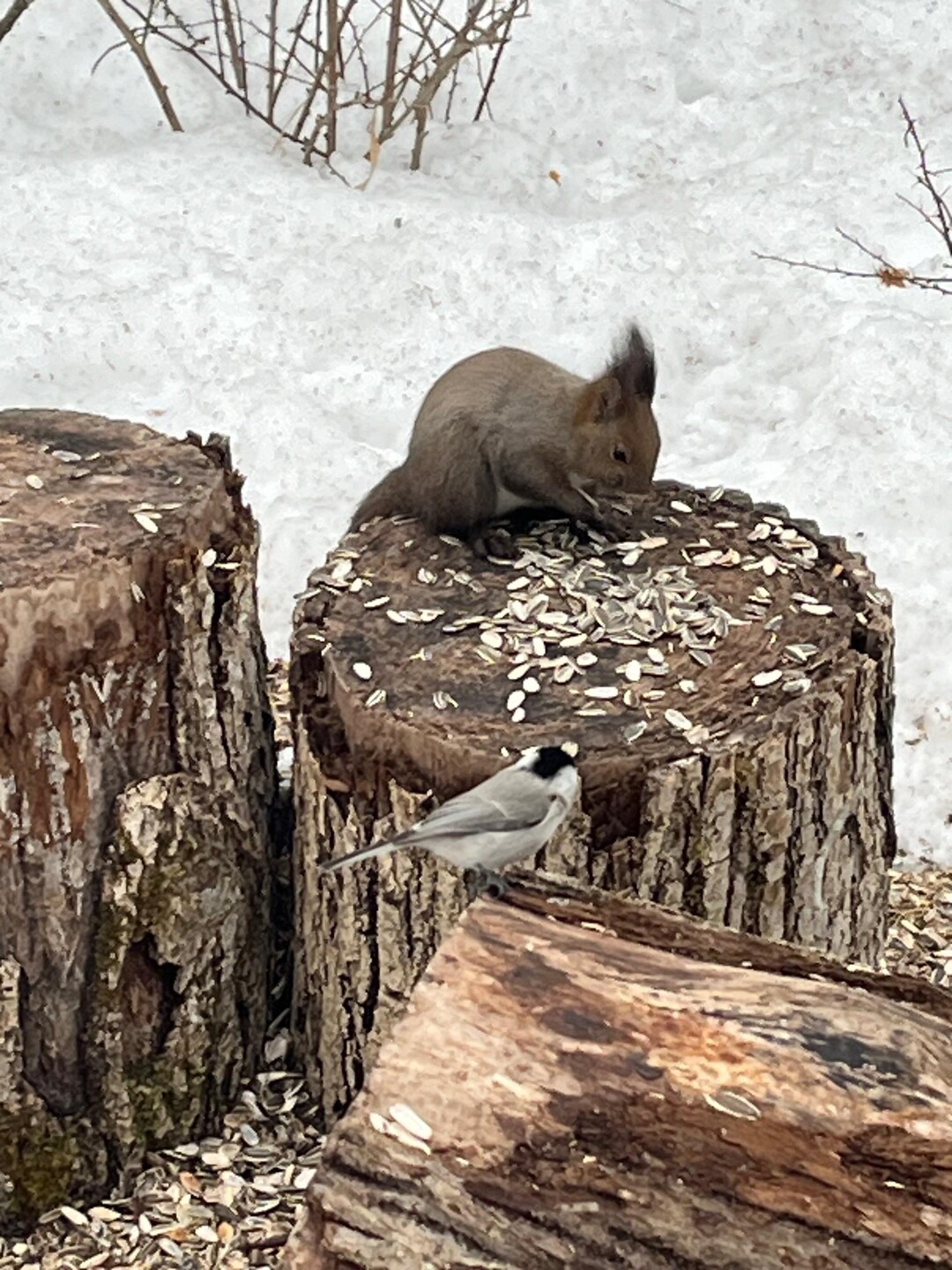 金太郎池🐿️ウォーキング-2024-03-17 / Mr.Masaさんのウォーキングの活動データ | YAMAP / ヤマップ