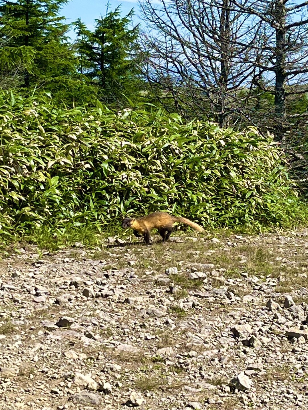 山頂でテンと遭遇(茶臼山) / kazu51さんの美ヶ原の活動データ | YAMAP / ヤマップ