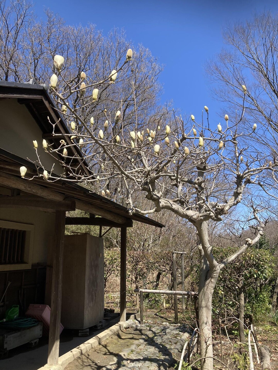 いつものウォーキング-2024-03-13 / koroさんのウォーキングの活動データ | YAMAP / ヤマップ