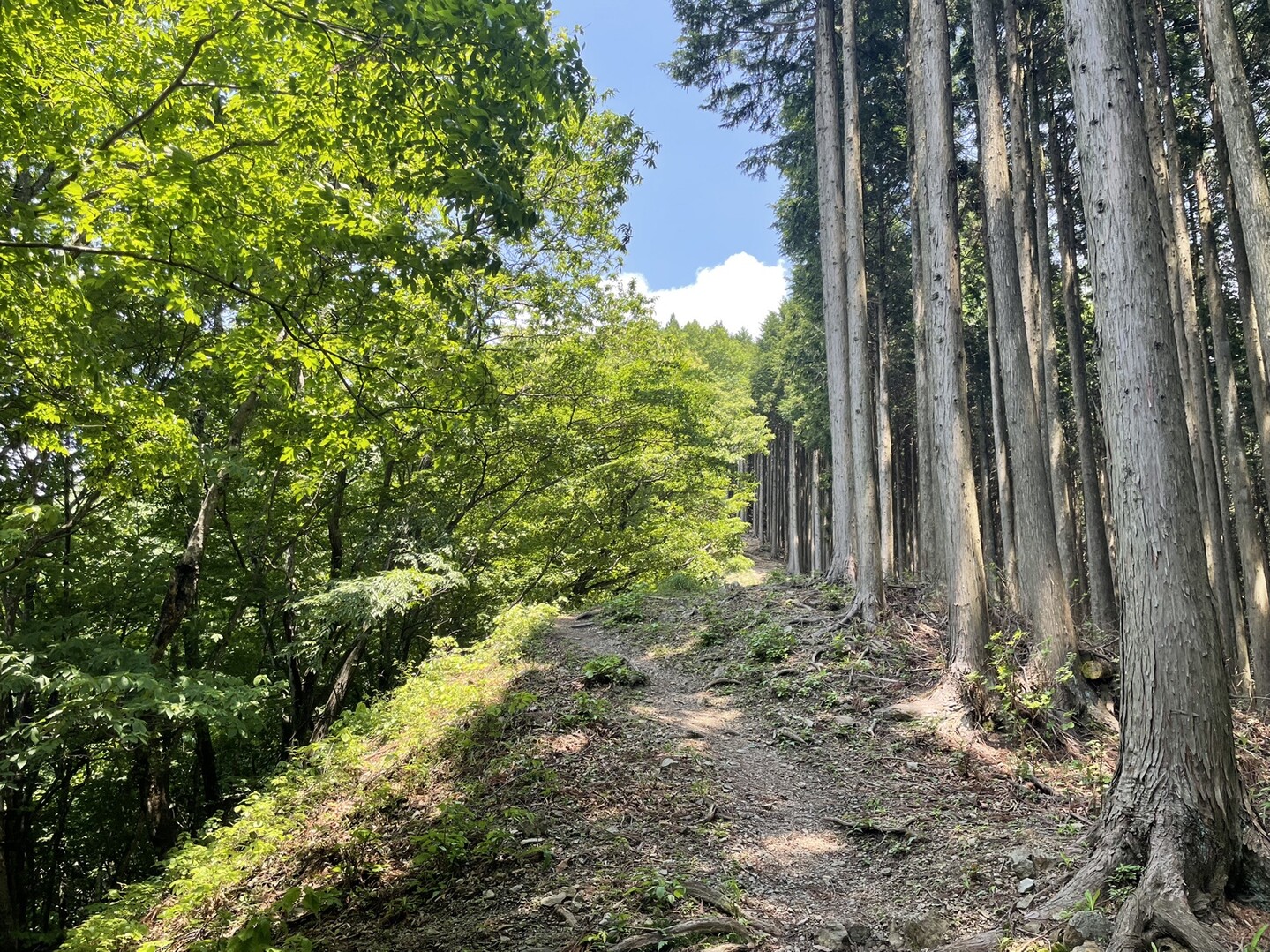【熊に遭遇‼︎奥多摩縦走（後半）】都民の森〜三頭山〜御前山〜大岳山〜御嶽山〜日の出山〜武蔵五日市駅 三頭山・槇寄山・土俵岳の写真17枚目