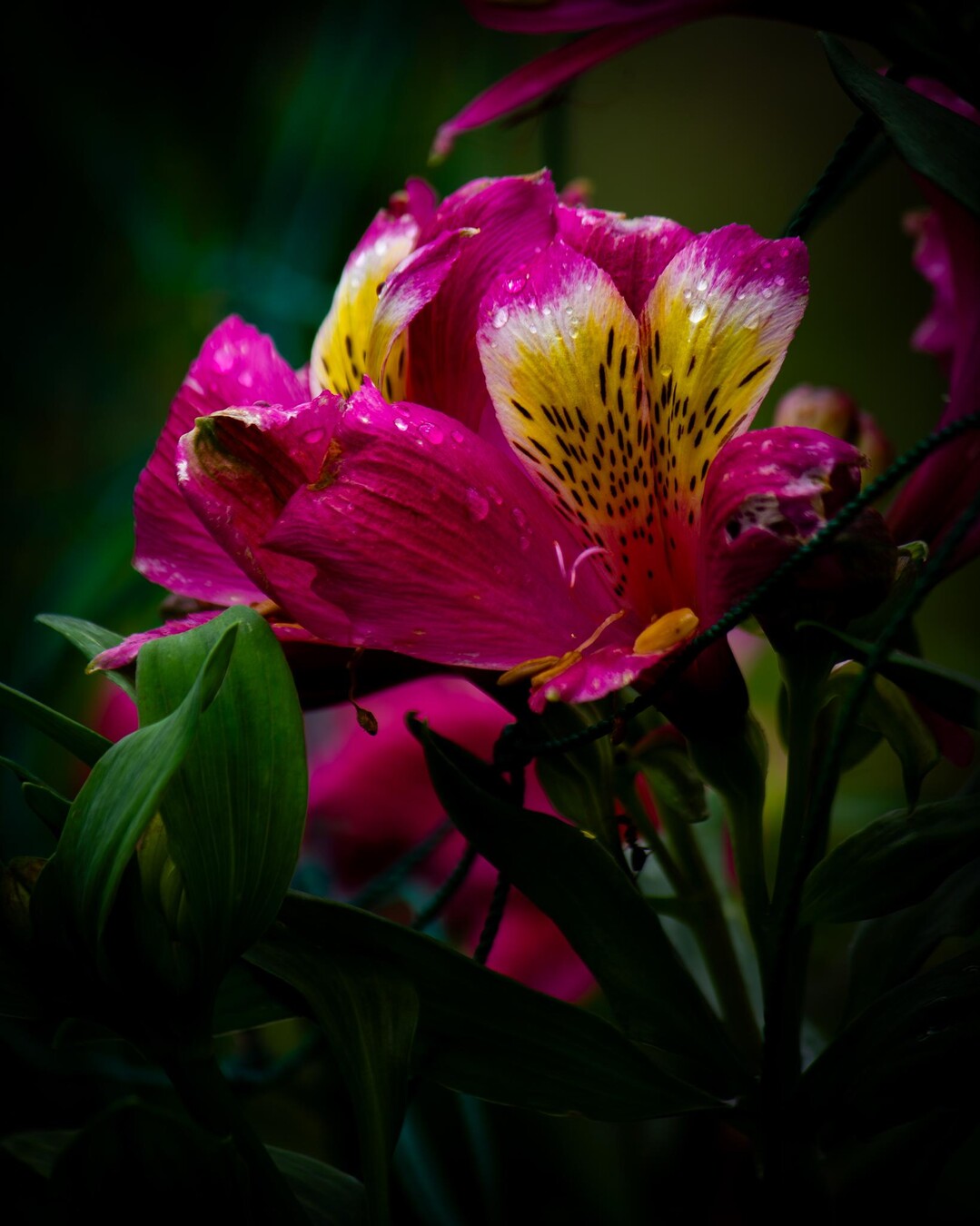 エキゾチック。 アルストロメリア。 初... / stripeさんのモーメント | YAMAP / ヤマップ