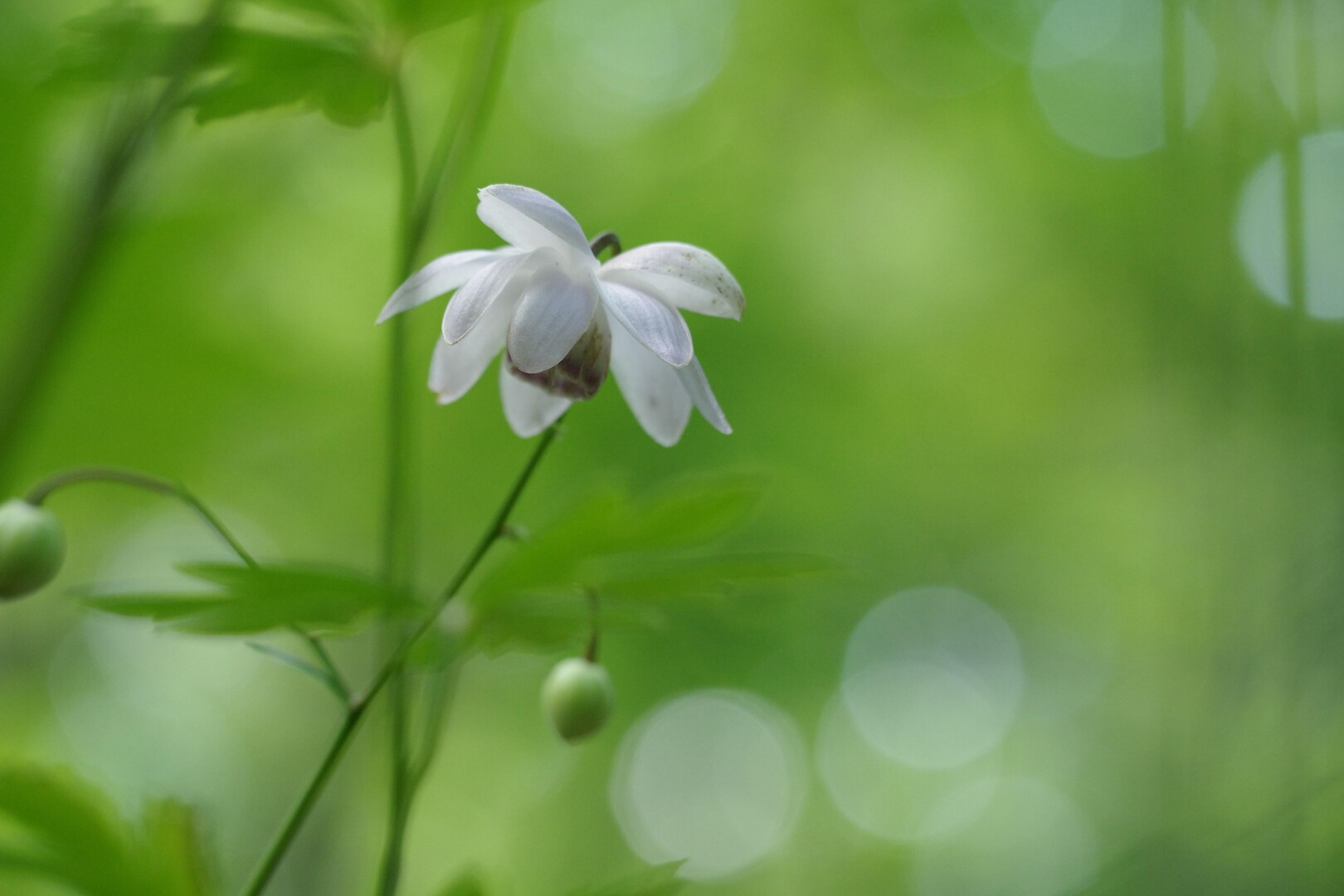 恐羅漢とお手軽花っぷ🌸 / koroさんの恐羅漢山の活動データ | YAMAP / ヤマップ