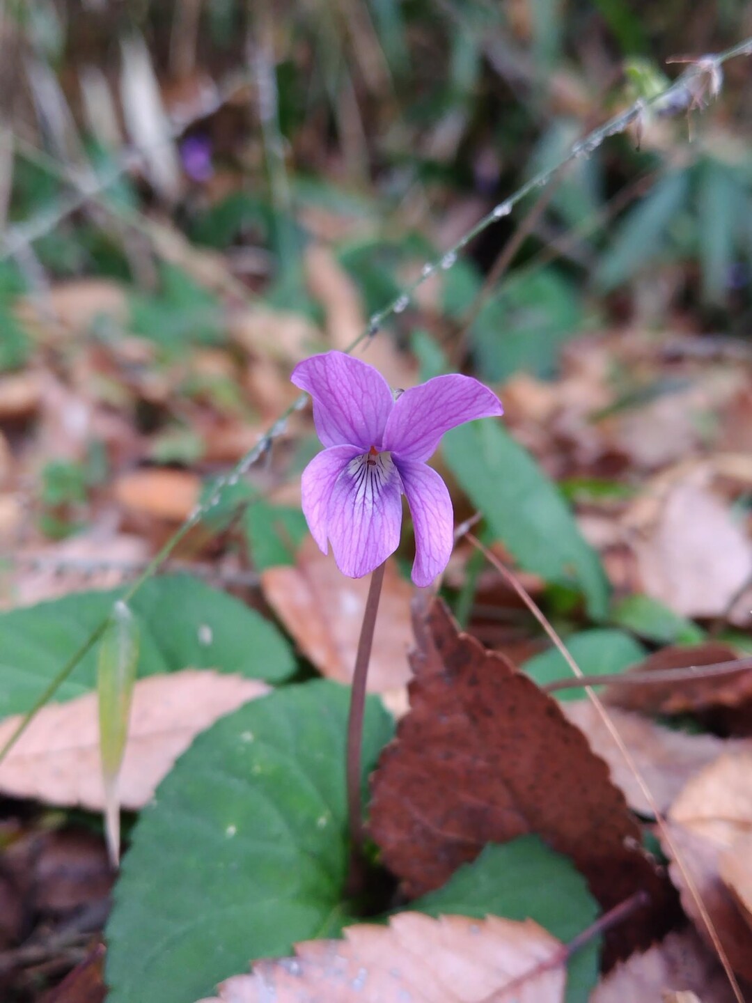 立田山憩いの森 R6.12.18 / かわとんぼさんの熊本市（中央エリア・北エリア）の活動日記 | YAMAP / ヤマップ