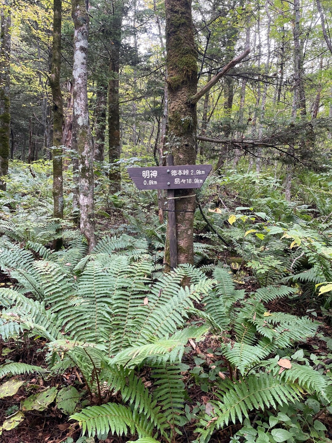 shiryoさんの投稿したフィールドメモ | YAMAP / ヤマップ