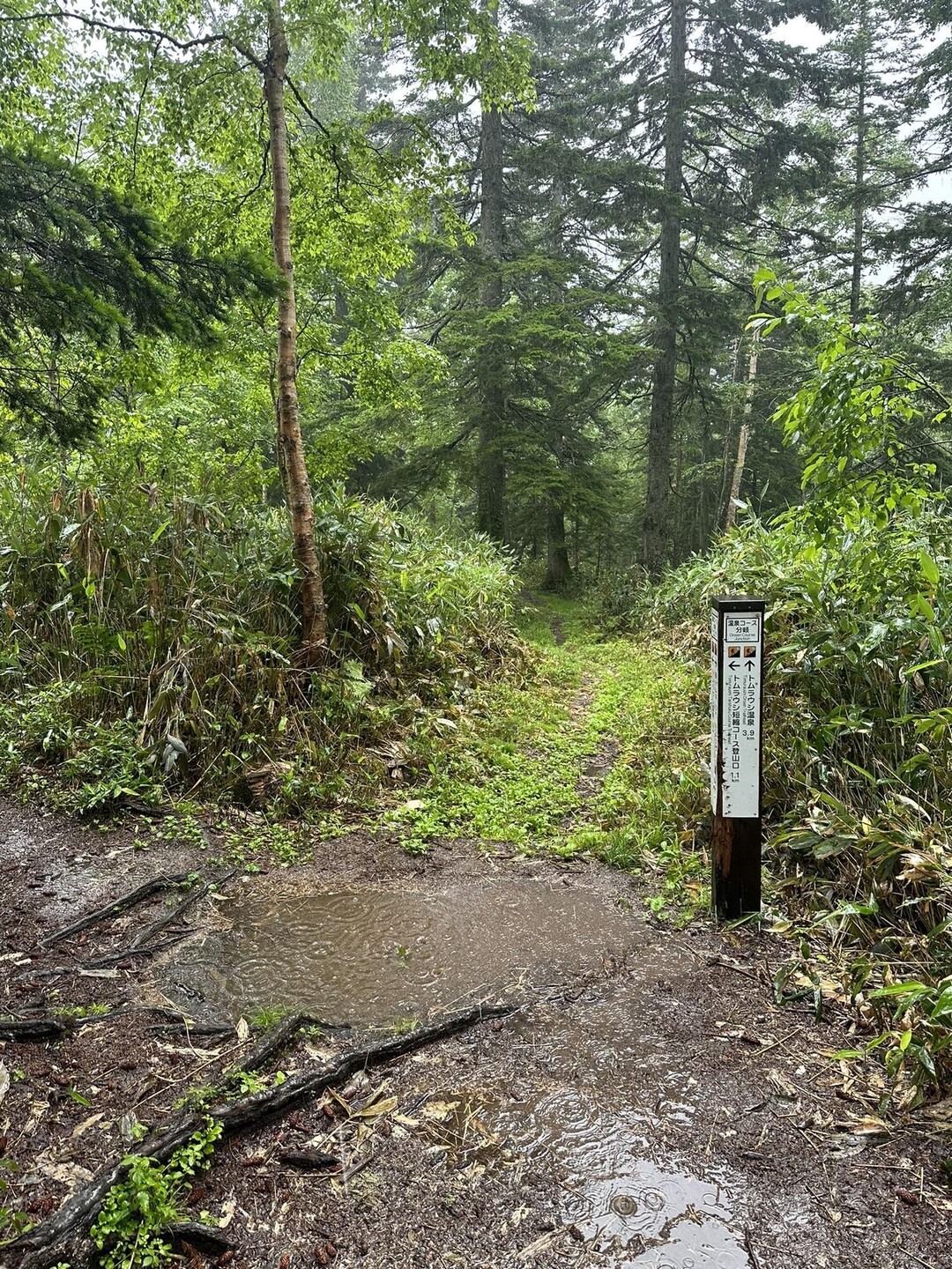 トムラウシ山 雨で撃沈、撤退🥲2-2023-07-13 / さとるさんのGT3 2の活動データ | YAMAP / ヤマップ