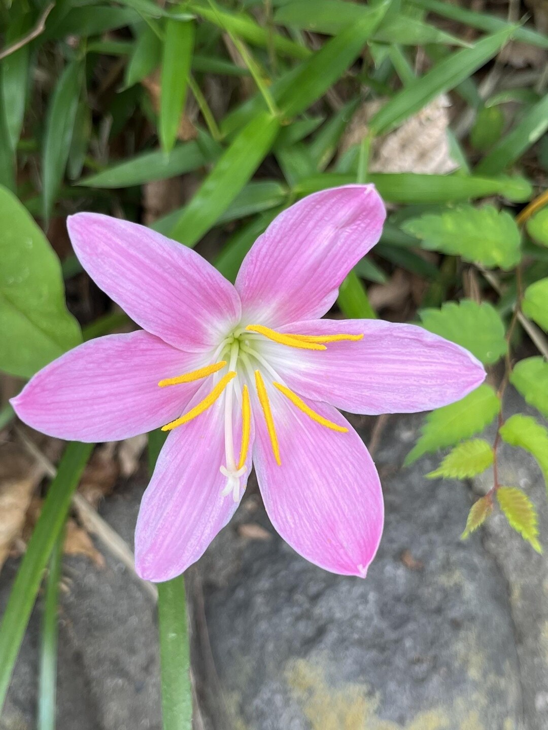 さんぽの途中で…🌸 / machiさんのモーメント | YAMAP / ヤマップ