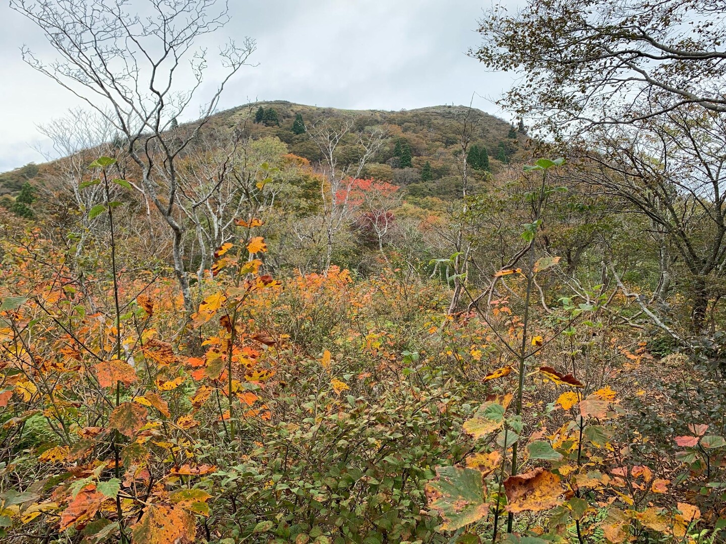 武奈ヶ岳の紅葉🍁進捗確認（イン谷ルート） / koさんの比良山地・武奈ヶ岳・釈迦岳の活動日記 | YAMAP / ヤマップ