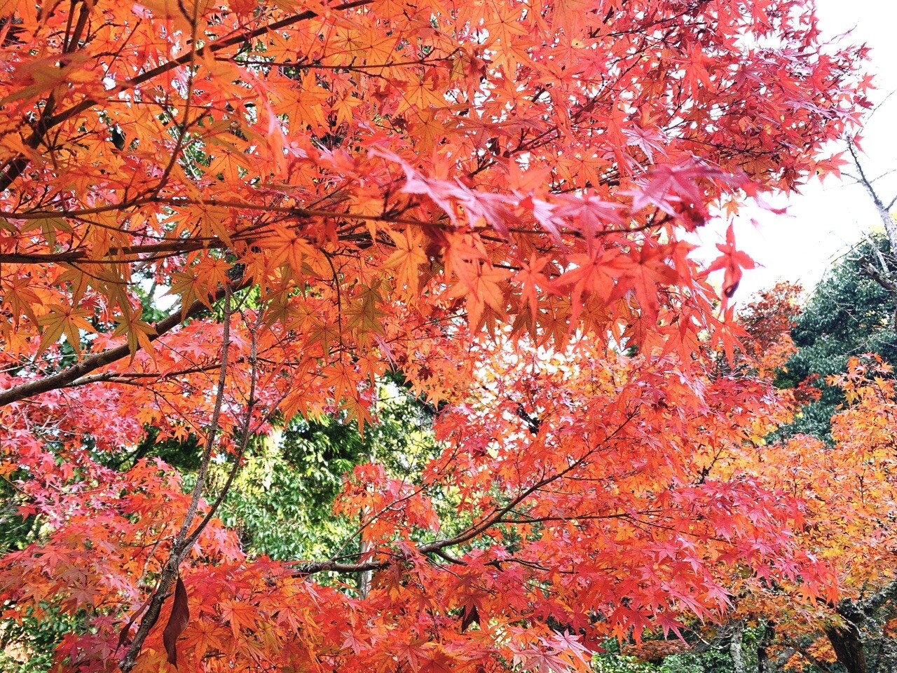 2021.11.16🤎👦🏻宮島弥山... / Mikuさんのモーメント | YAMAP / ヤマップ