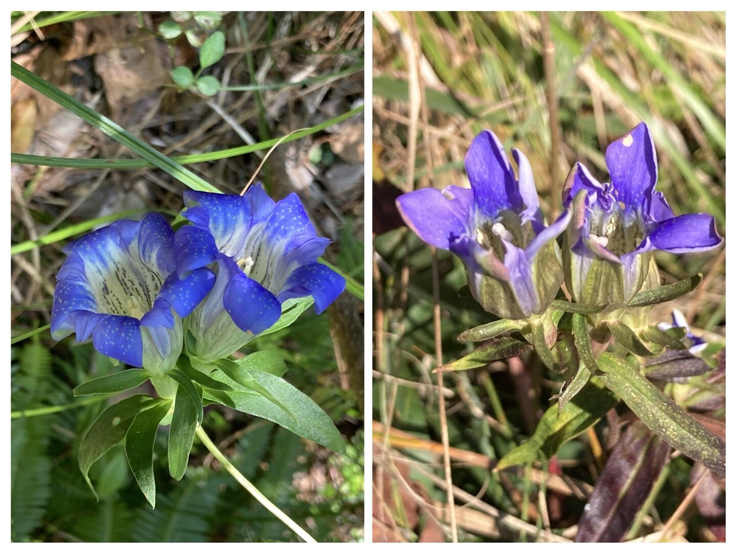 数日前から寒さが厳しくなり、ボチボチ里山... / tairaさんのモーメント | YAMAP / ヤマップ