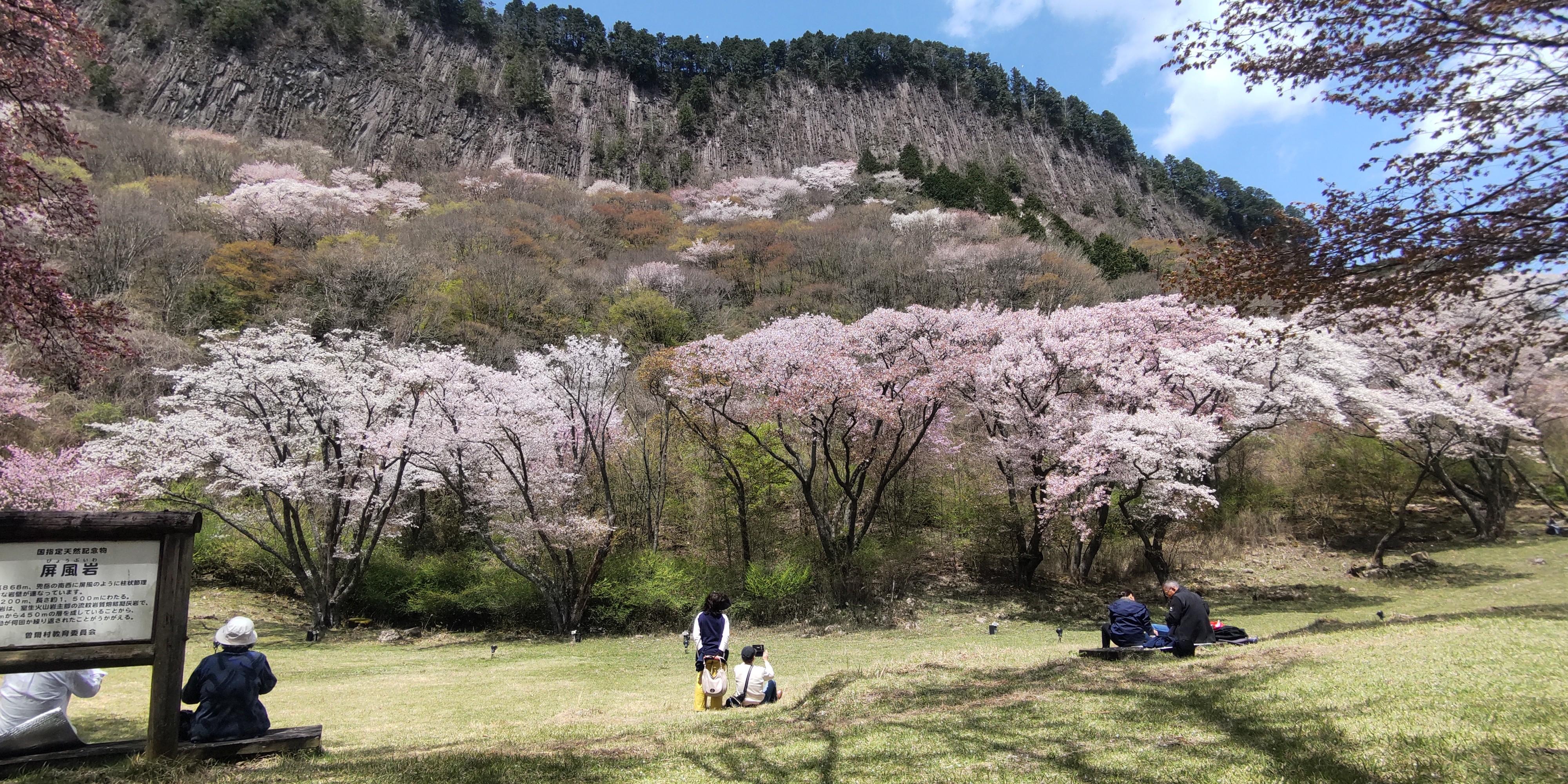 屏風岩公苑で関西最後の桜を見物 いつもな... / tu-sanさんのモーメント | YAMAP / ヤマップ