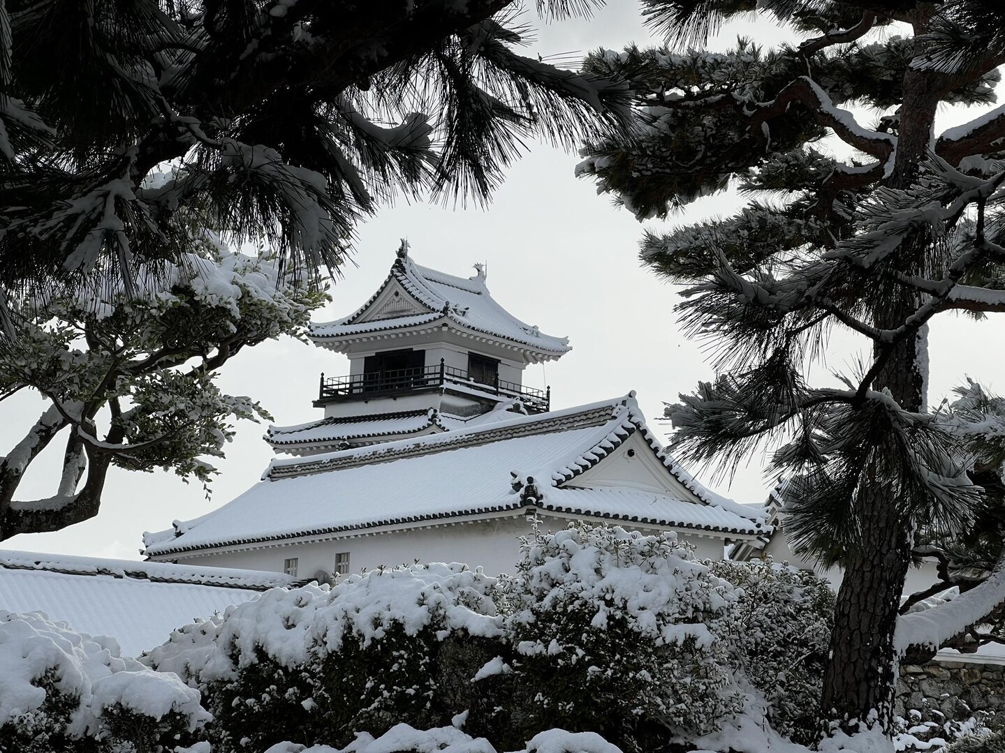 高知城にお散歩 ️ / mipiさんのウォーキングの活動データ | YAMAP / ヤマップ