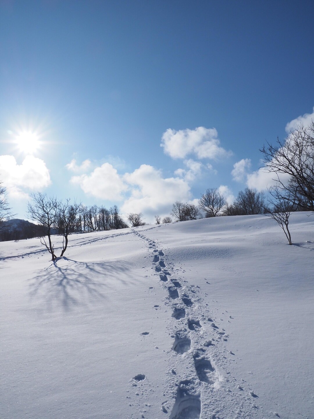 塩谷丸山 / satoomoさんの塩谷丸山・於古発山の活動データ | YAMAP / ヤマップ
