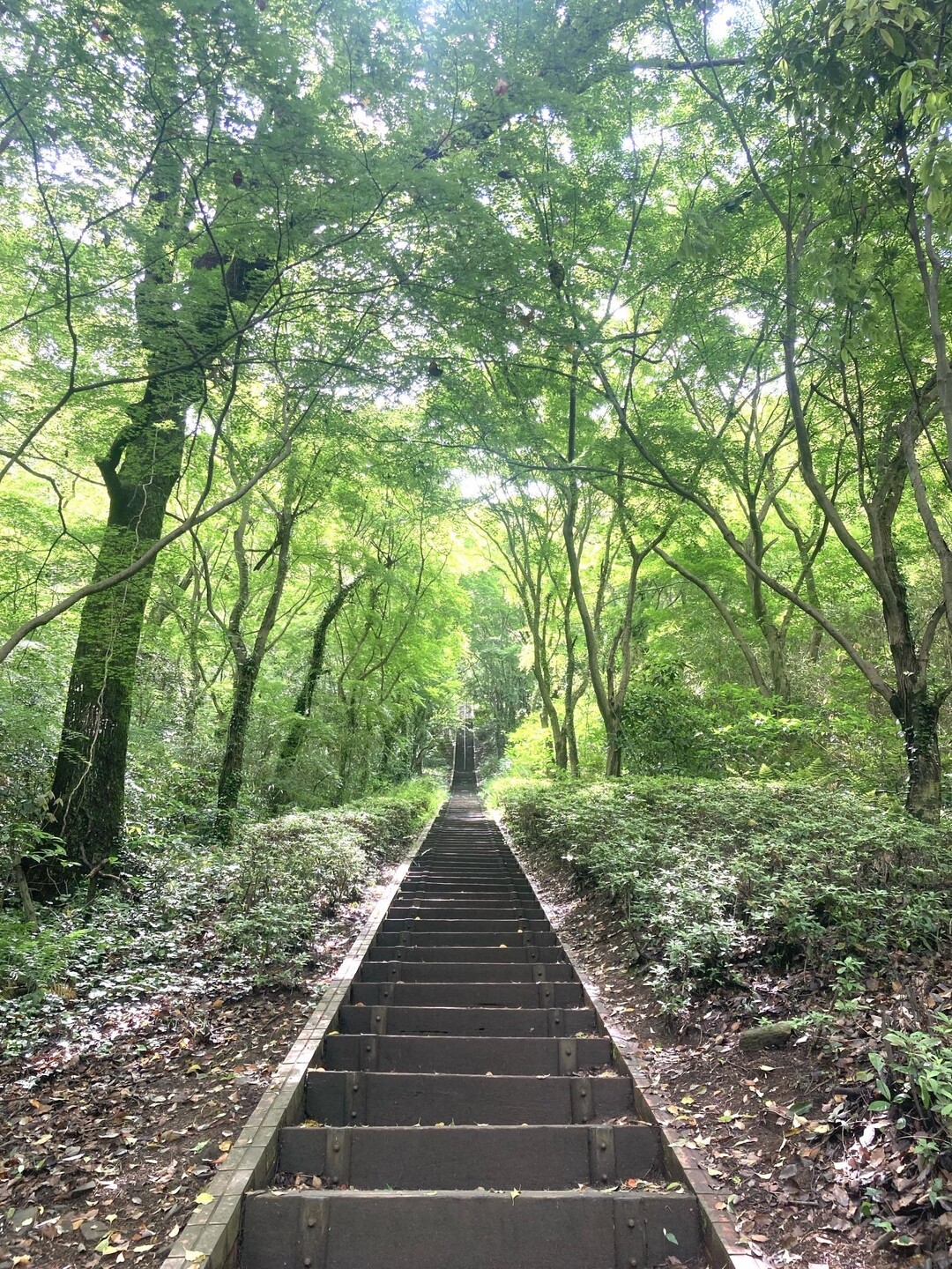 朝日山さんぽ😊 / ozumaさんの九千部山・石谷山の活動データ | YAMAP / ヤマップ
