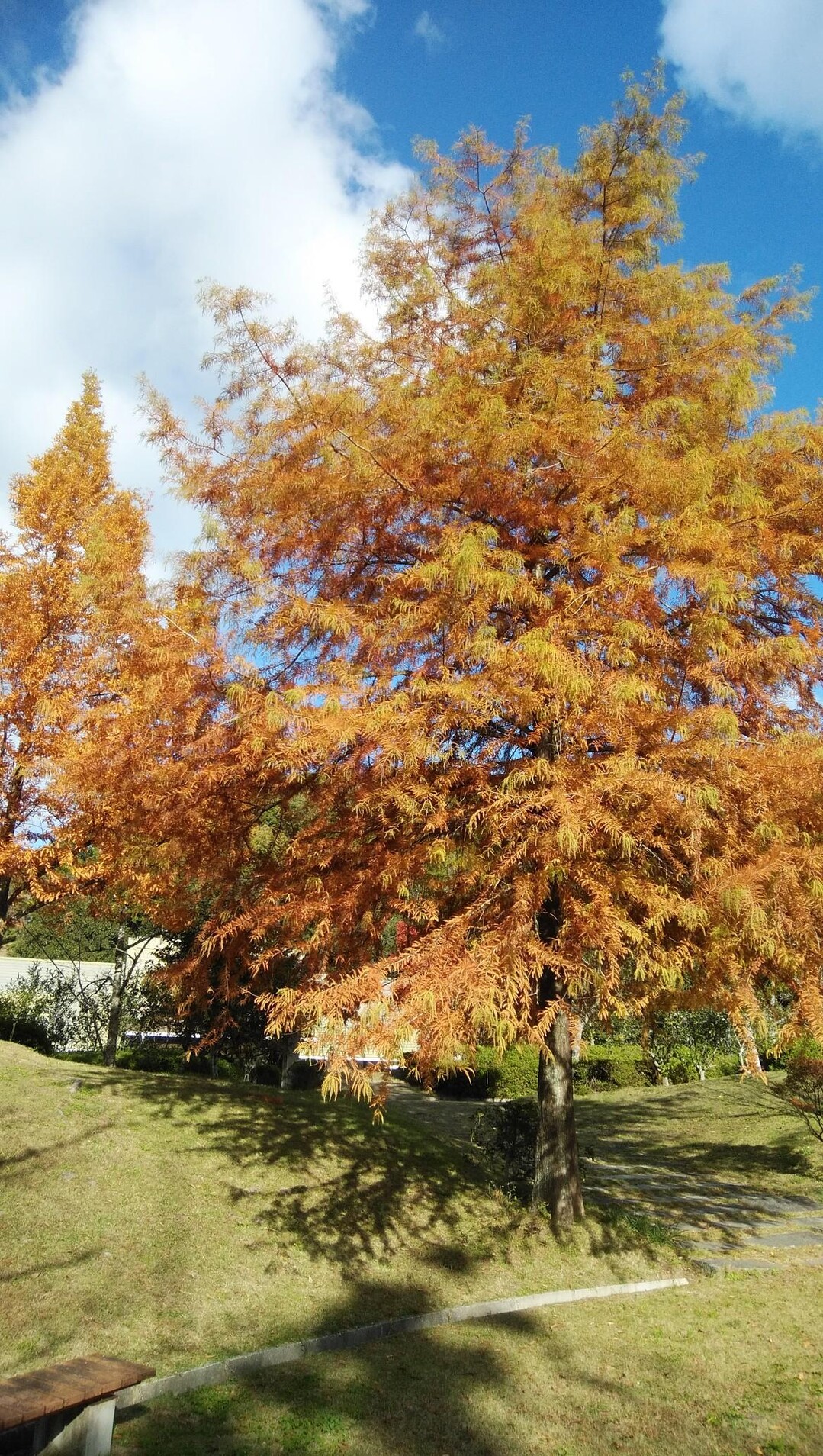 11月23日･赤磐市･総合運動公園Go⤴... / リキさんさんのモーメント | YAMAP / ヤマップ