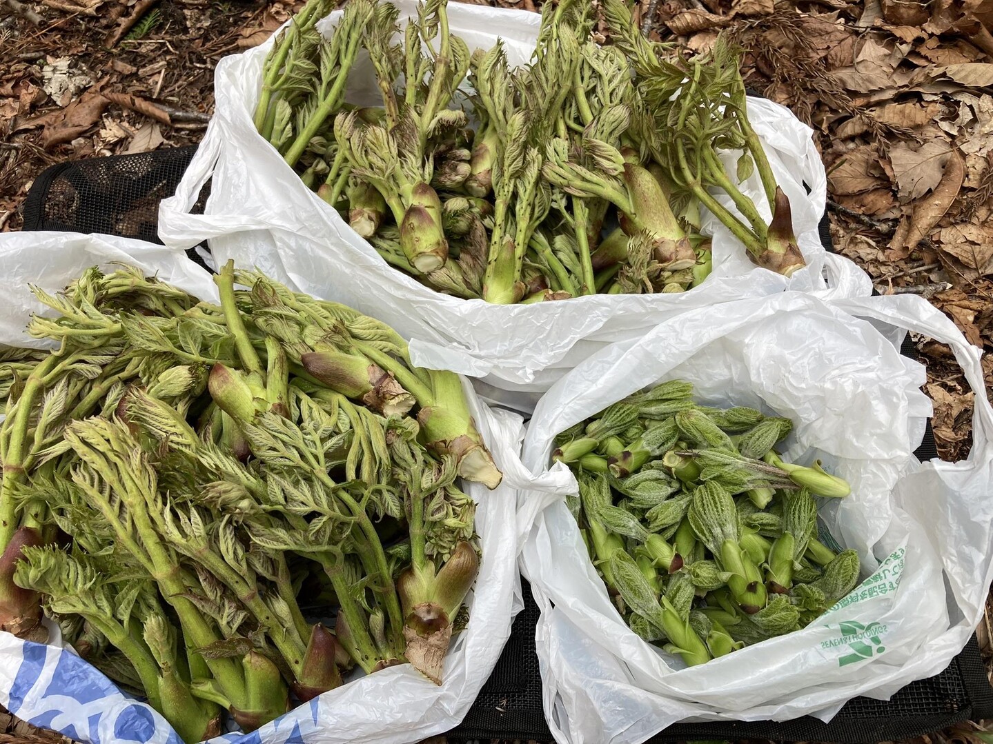 山菜採り2023年② タラの芽が沢山！コ... / taka.run-skiさんのモーメント | YAMAP / ヤマップ