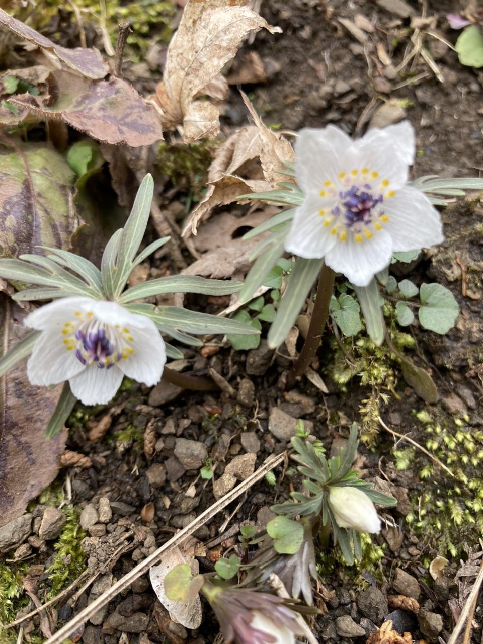 Yoのページ | YAMAP / ヤマップ