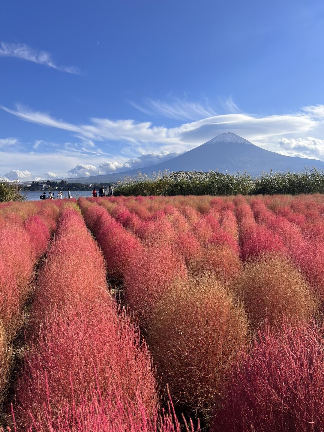 河口湖畔、大石公園のコキアと富士山 （1... / aurelieさんのモーメント | YAMAP / ヤマップ