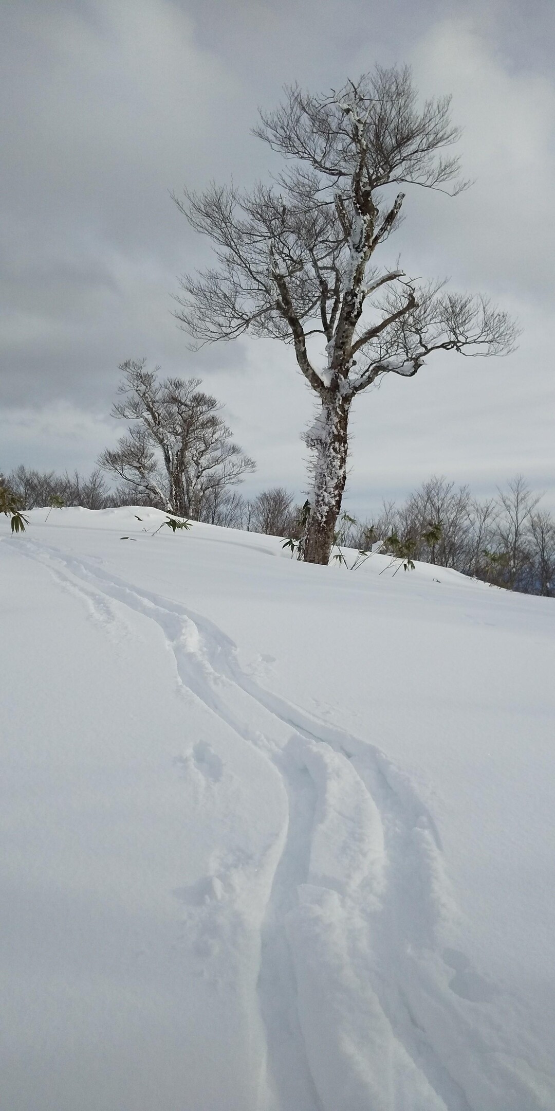本年、最初の活動はBCではなく、ゲレンデ... / nickさんのモーメント | YAMAP / ヤマップ