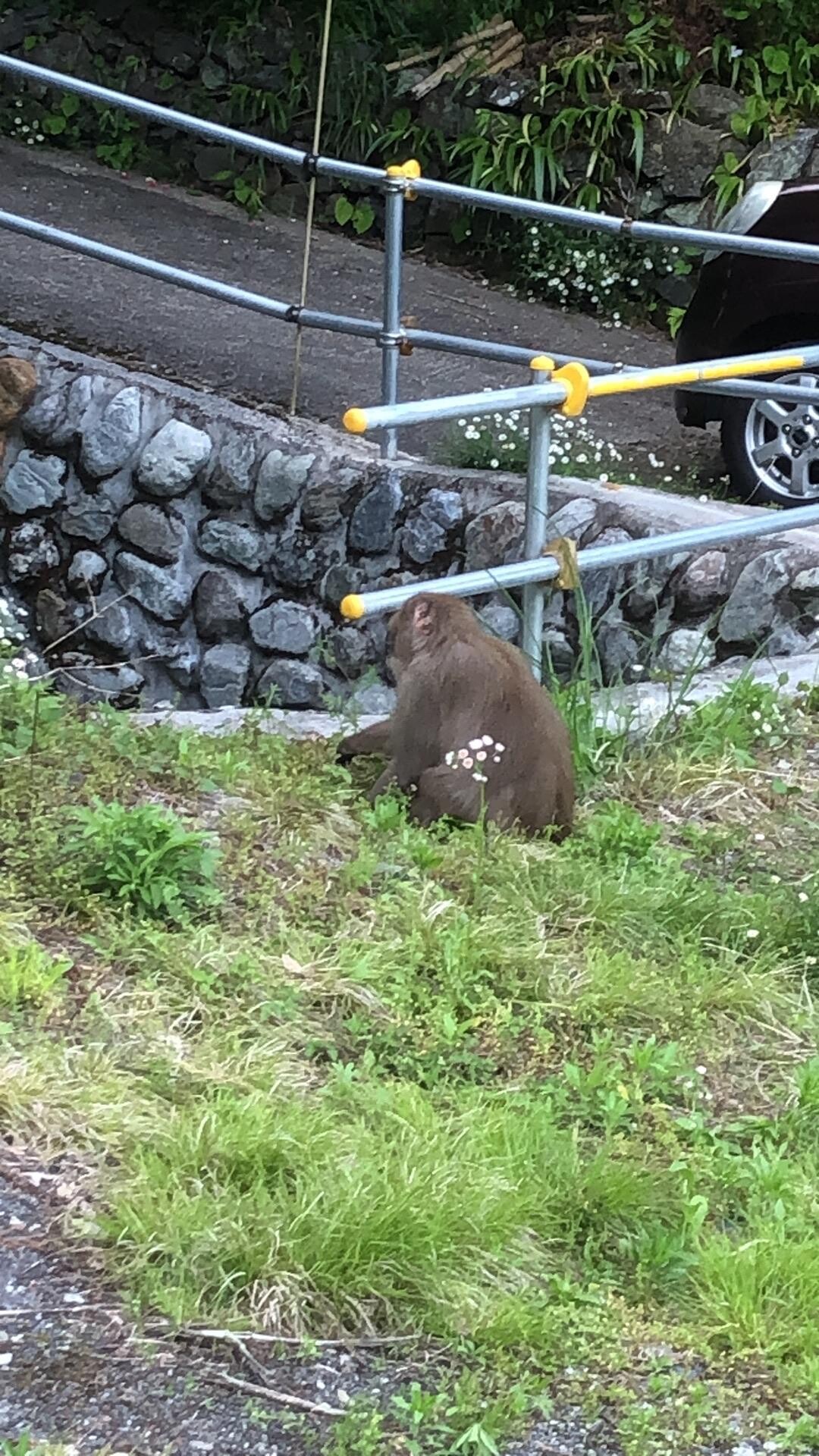 野生のニホンザルさんと遭遇。 奥多摩駅の... / yhmgcさんのモーメント | YAMAP / ヤマップ