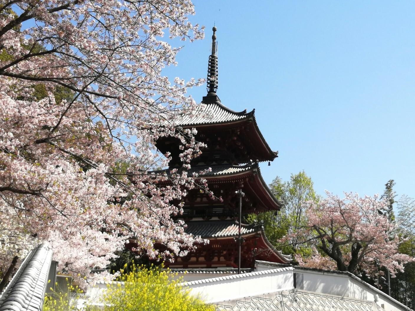 千光寺山（大宝山）・西国寺山(摩尼山) / Mini Houseさんの浄土寺山（瑠璃山）の活動データ | YAMAP / ヤマップ