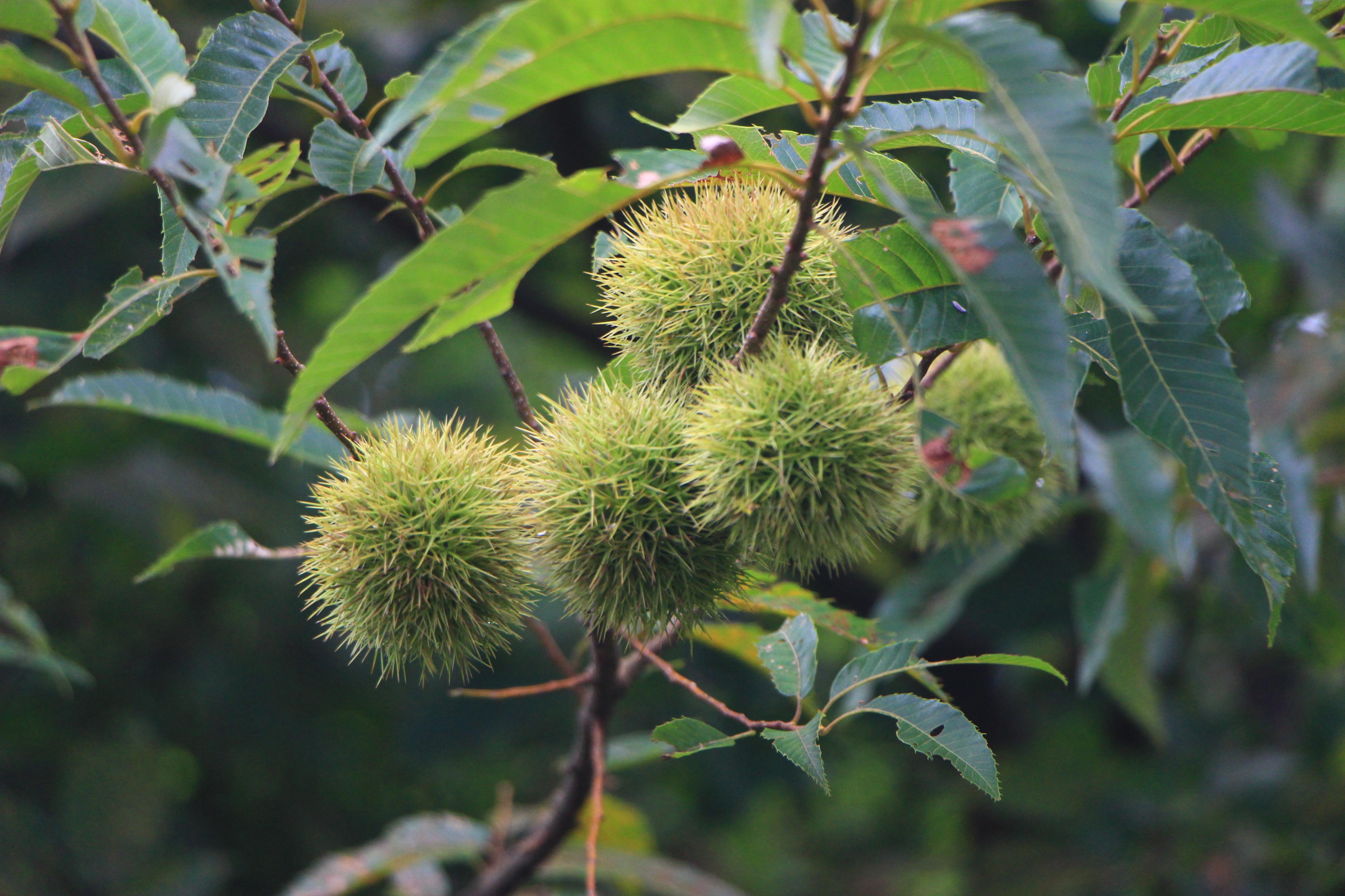 高熊山 / MANさんの伊佐市の活動データ | YAMAP / ヤマップ
