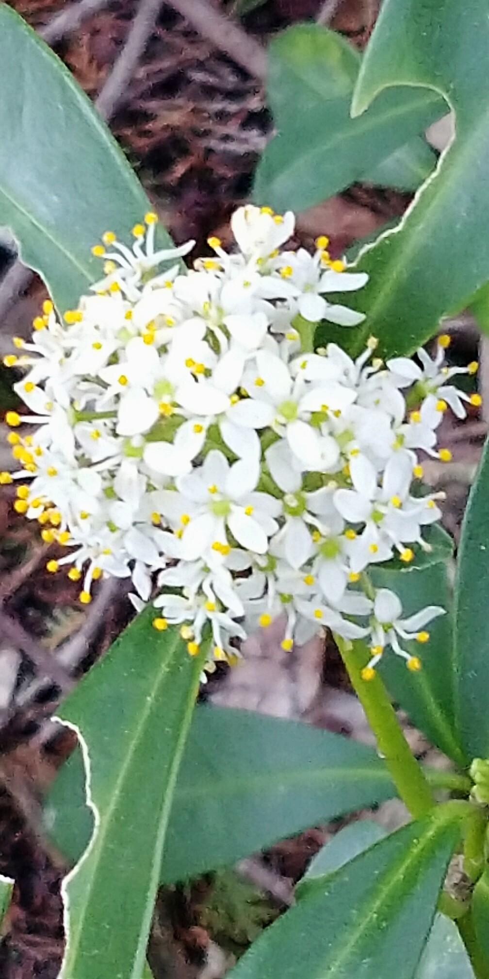 千早本道〜live📸→捺㊞所 →穴熊→ババ谷→妙見登山口 / くまさんさんの金剛山・二上山・大和葛城山の活動データ | YAMAP / ヤマップ
