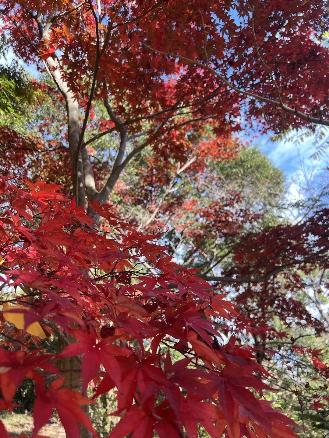油山 / kyoopoさんの油山・荒平山・片縄山の活動データ | YAMAP / ヤマップ