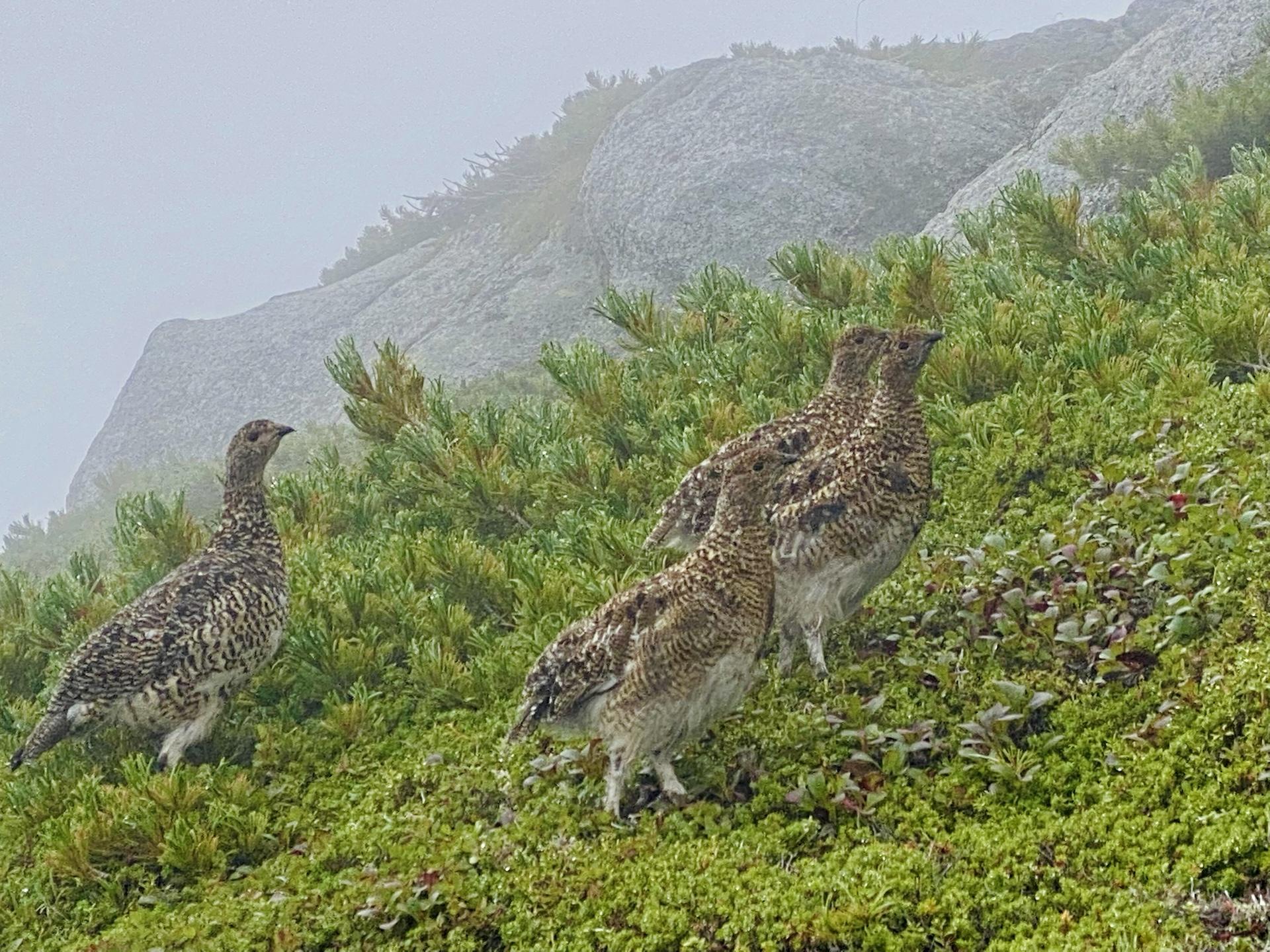 なんかおる👀⁉️ / es3さんの木曽駒ヶ岳・空木岳・越百山の活動データ | YAMAP / ヤマップ