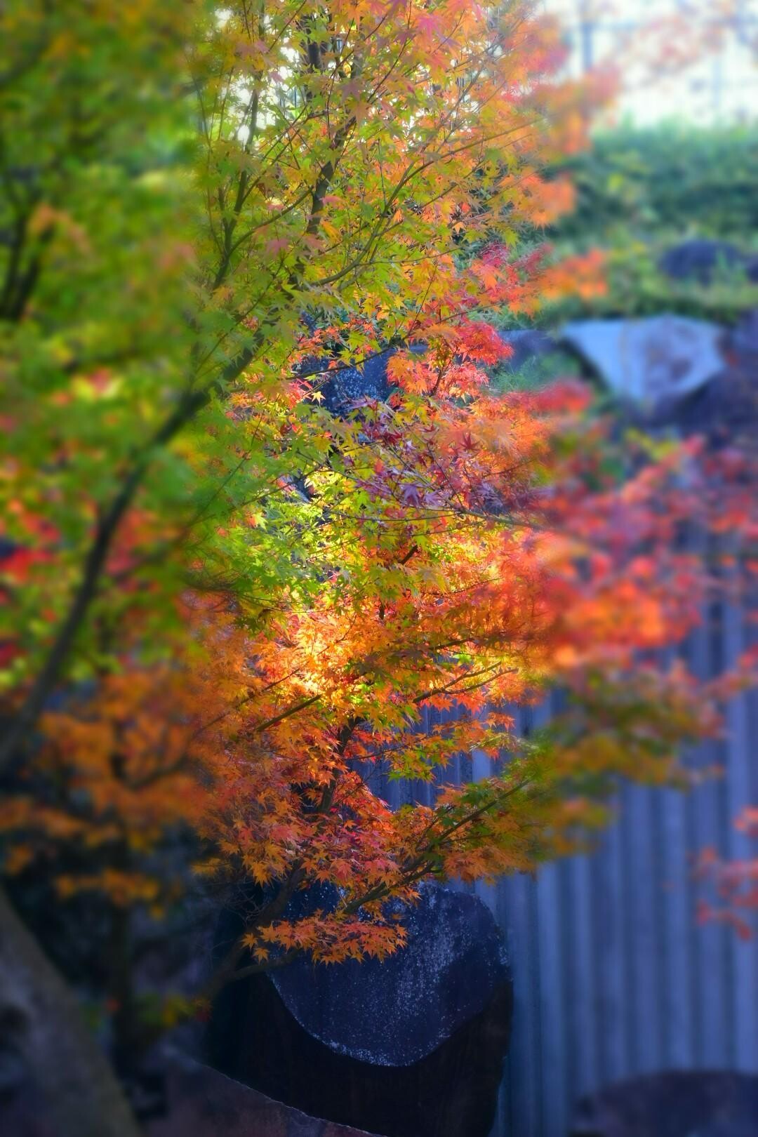 紅 / GIさんのモーメント | YAMAP / ヤマップ