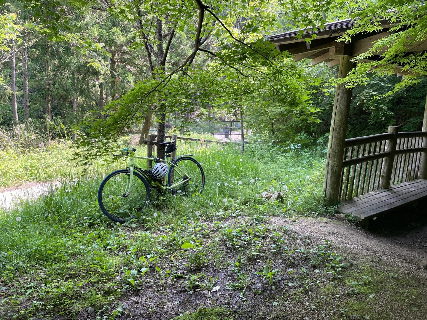 金剛山・もみじ谷⤴️狼谷⤵️ / do-kichiさんの金剛山・二上山・大和葛城山の活動データ | YAMAP / ヤマップ