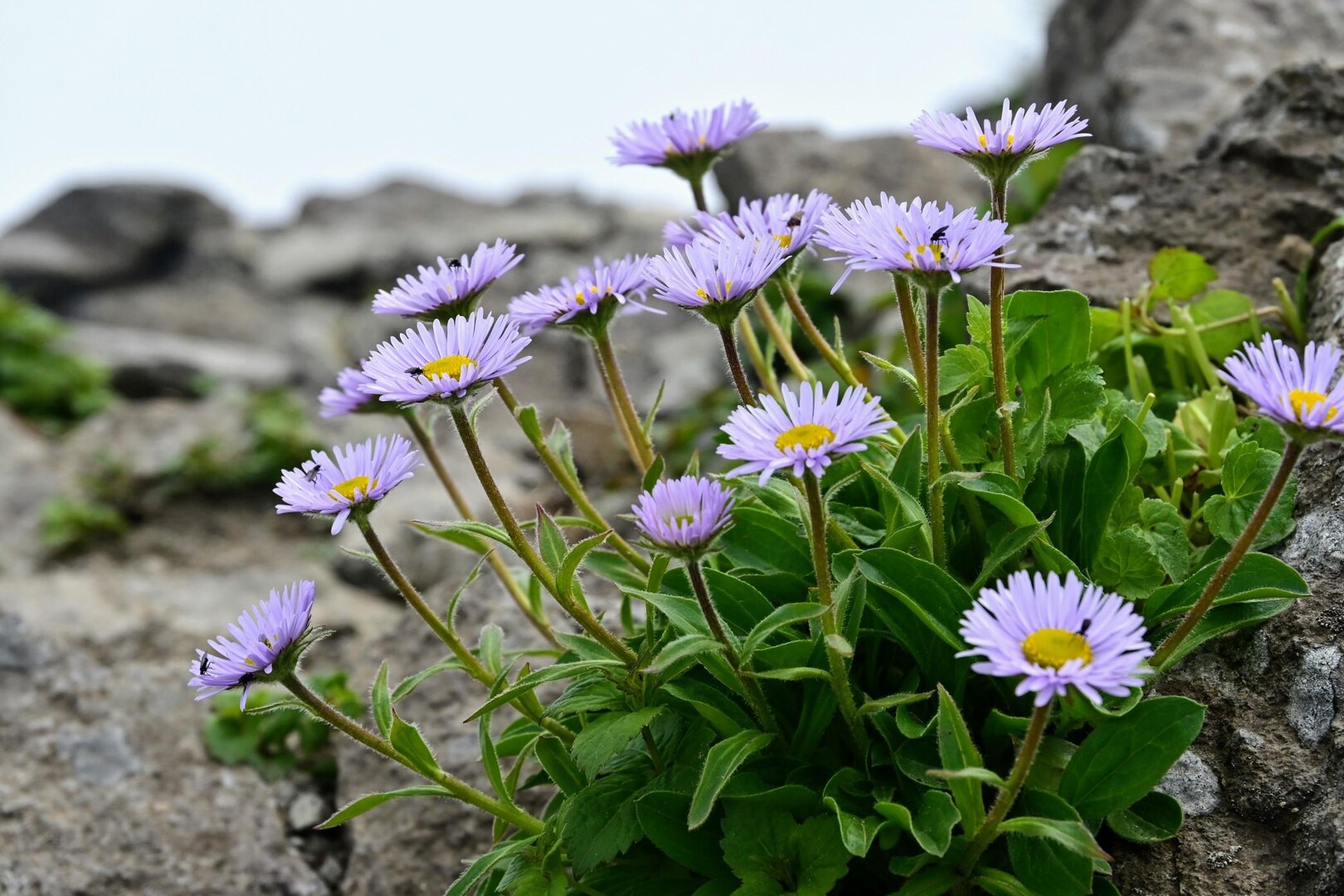 今年も会えず🍃…徳舜瞥山📝 / Chicoryさんの徳舜瞥山・ホロホロ山の活動データ | YAMAP / ヤマップ