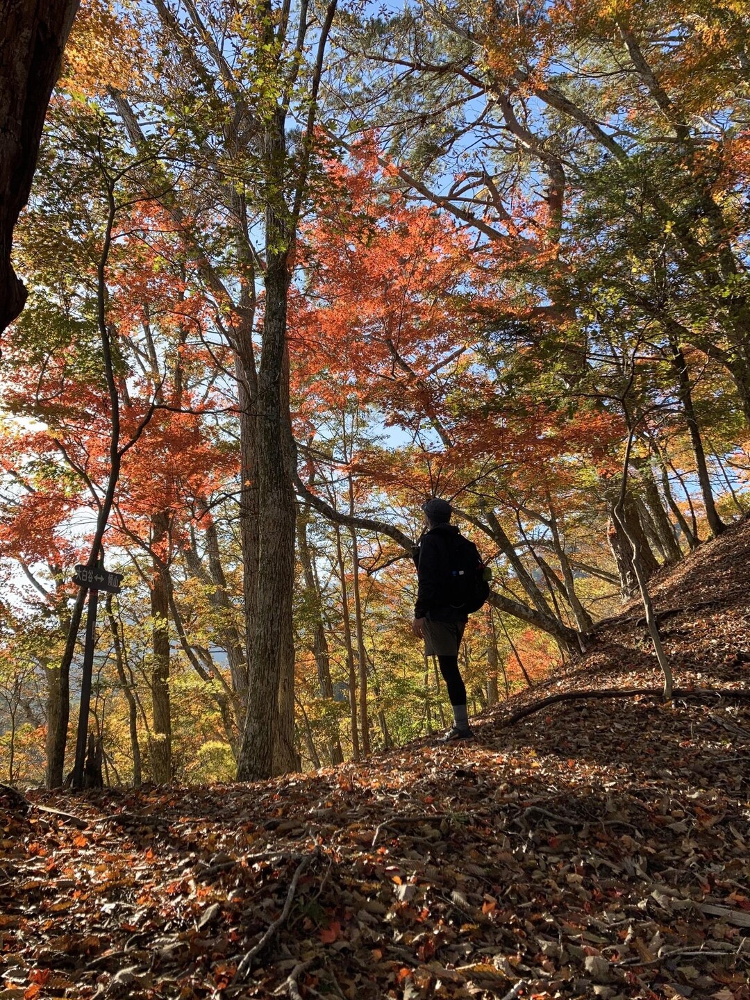 ソログルで傾山😊 / masahiro_uchida_さんの傾山の活動データ | YAMAP / ヤマップ