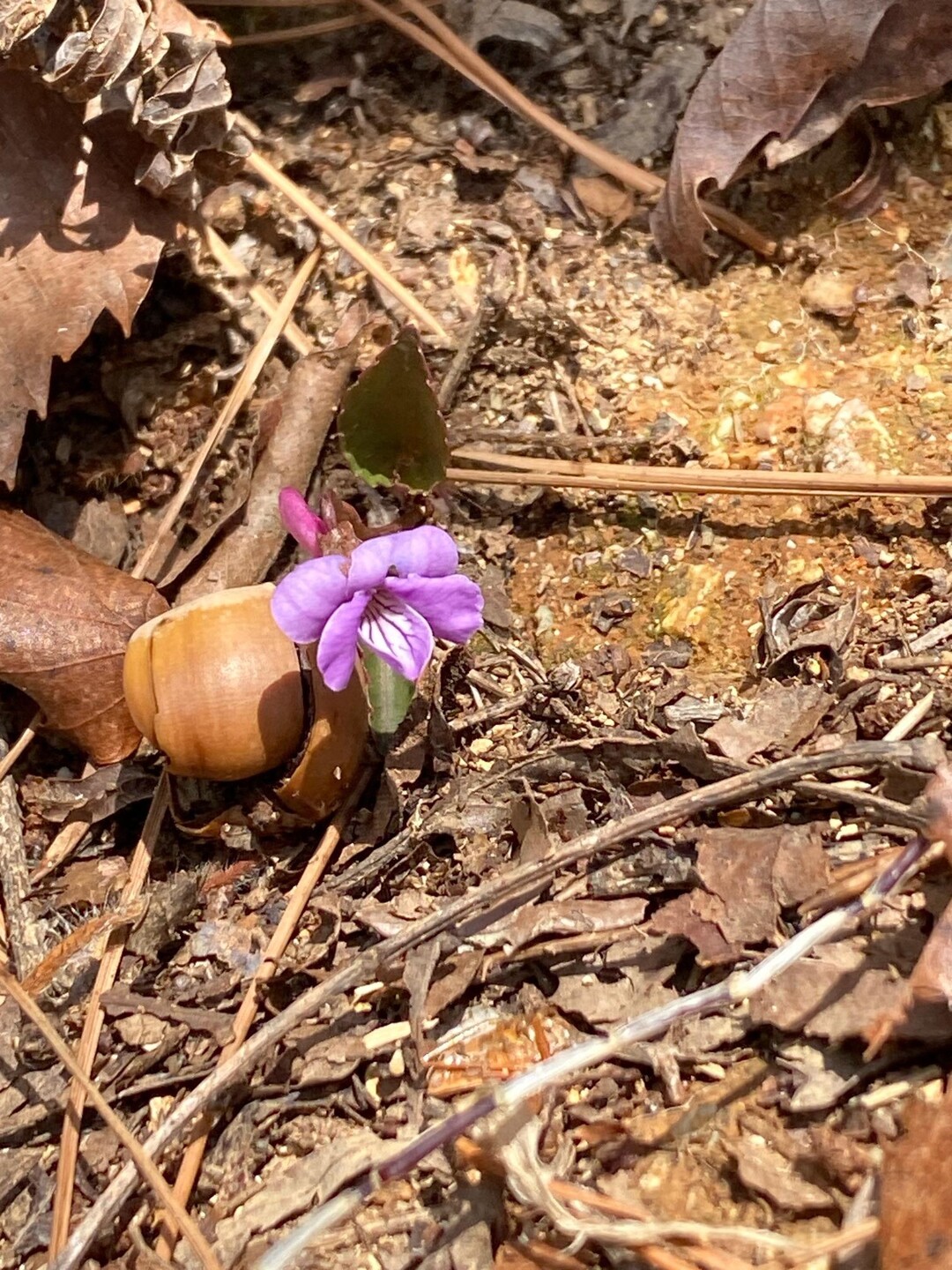 八木三山一周 / tamakoyさんの各務原アルプス（関南アルプス）・八木三山の活動データ | YAMAP / ヤマップ