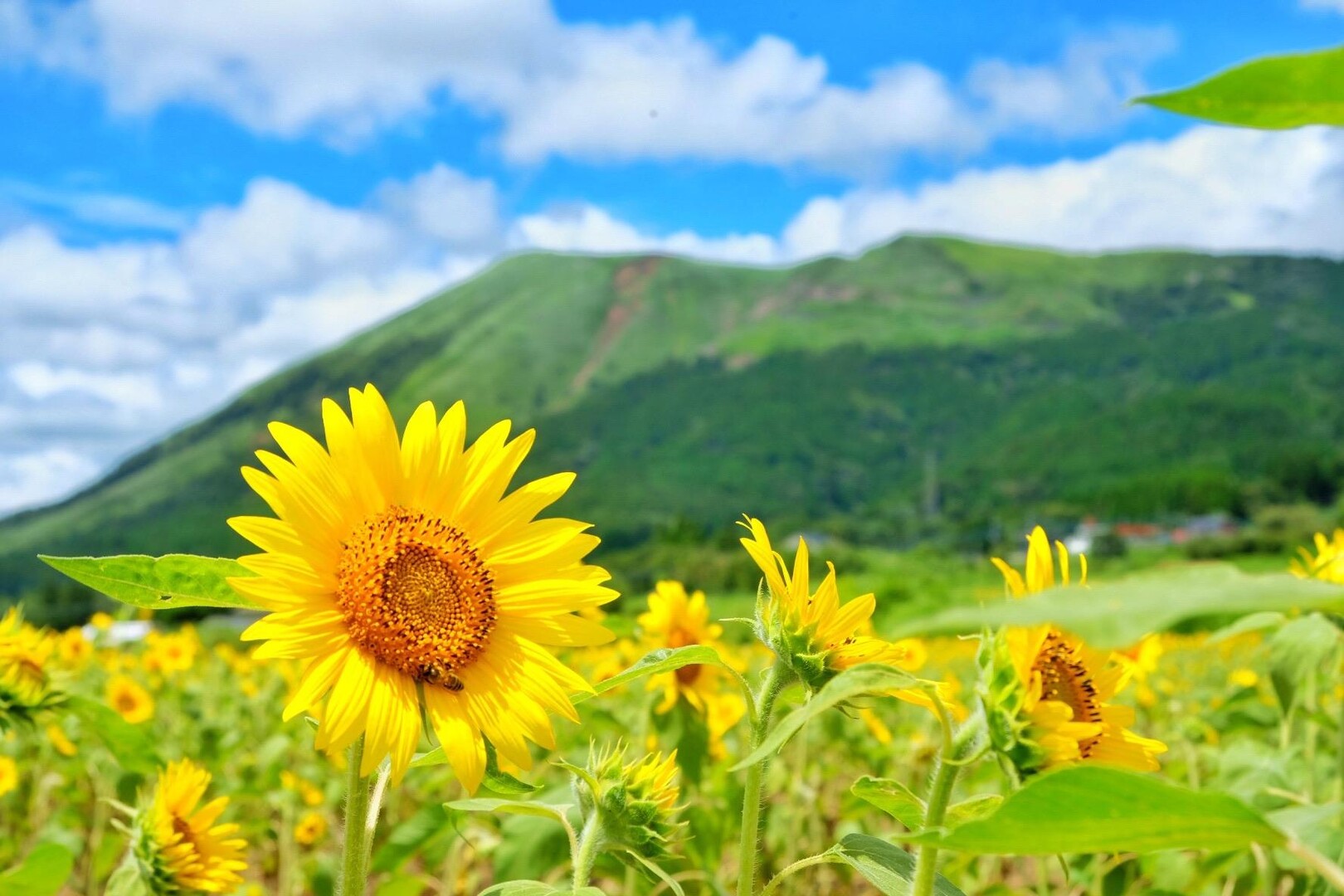 ひまわりと山⛰ 阿蘇を満喫しました！！ / Ayaさんのモーメント | YAMAP / ヤマップ